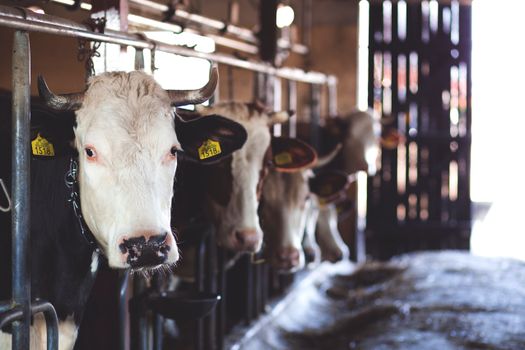 Brown Cow Side View in Low Angle Photography · Free Stock Photo