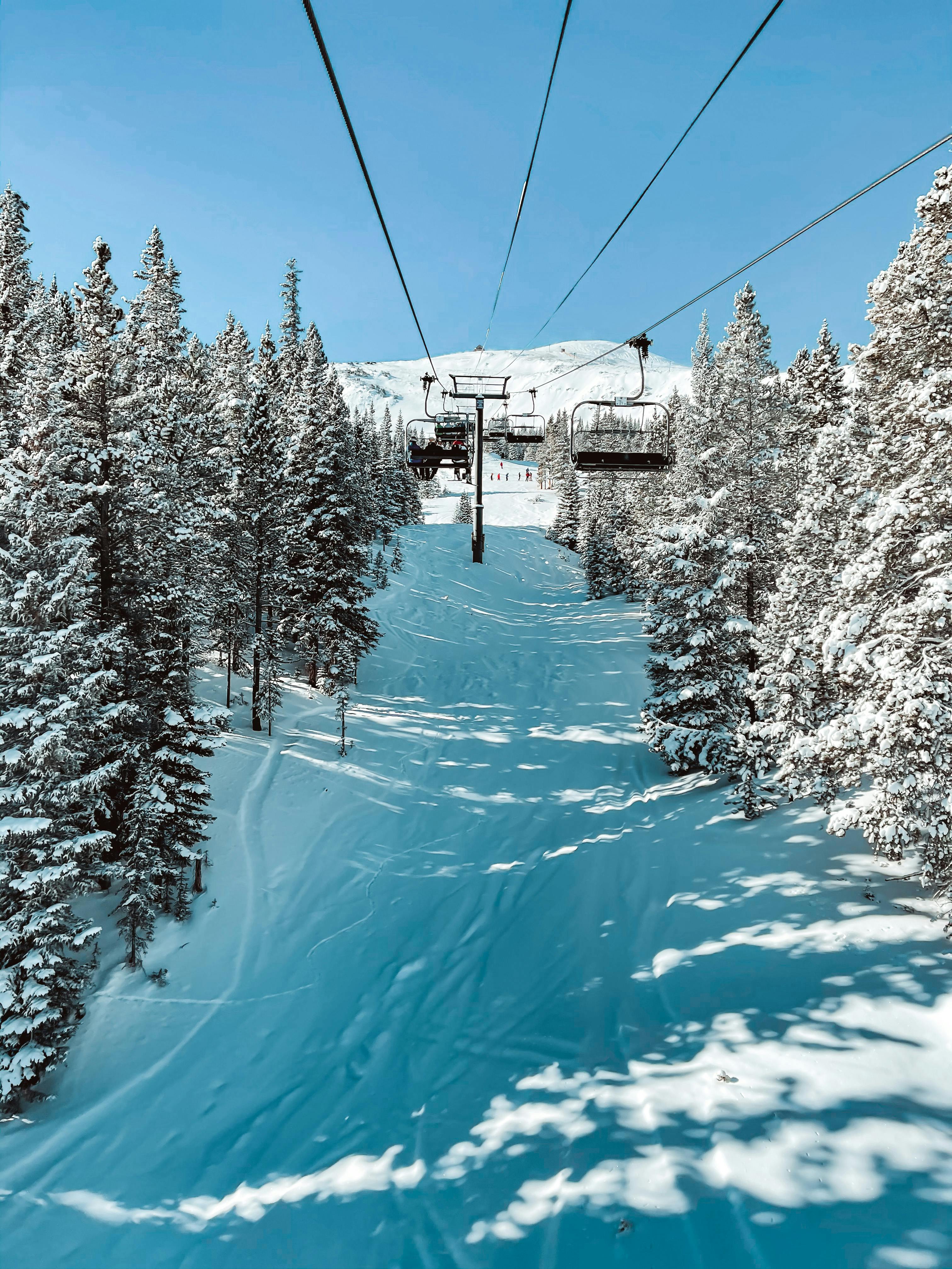 Tall Trees Covered with Snow · Free Stock Photo