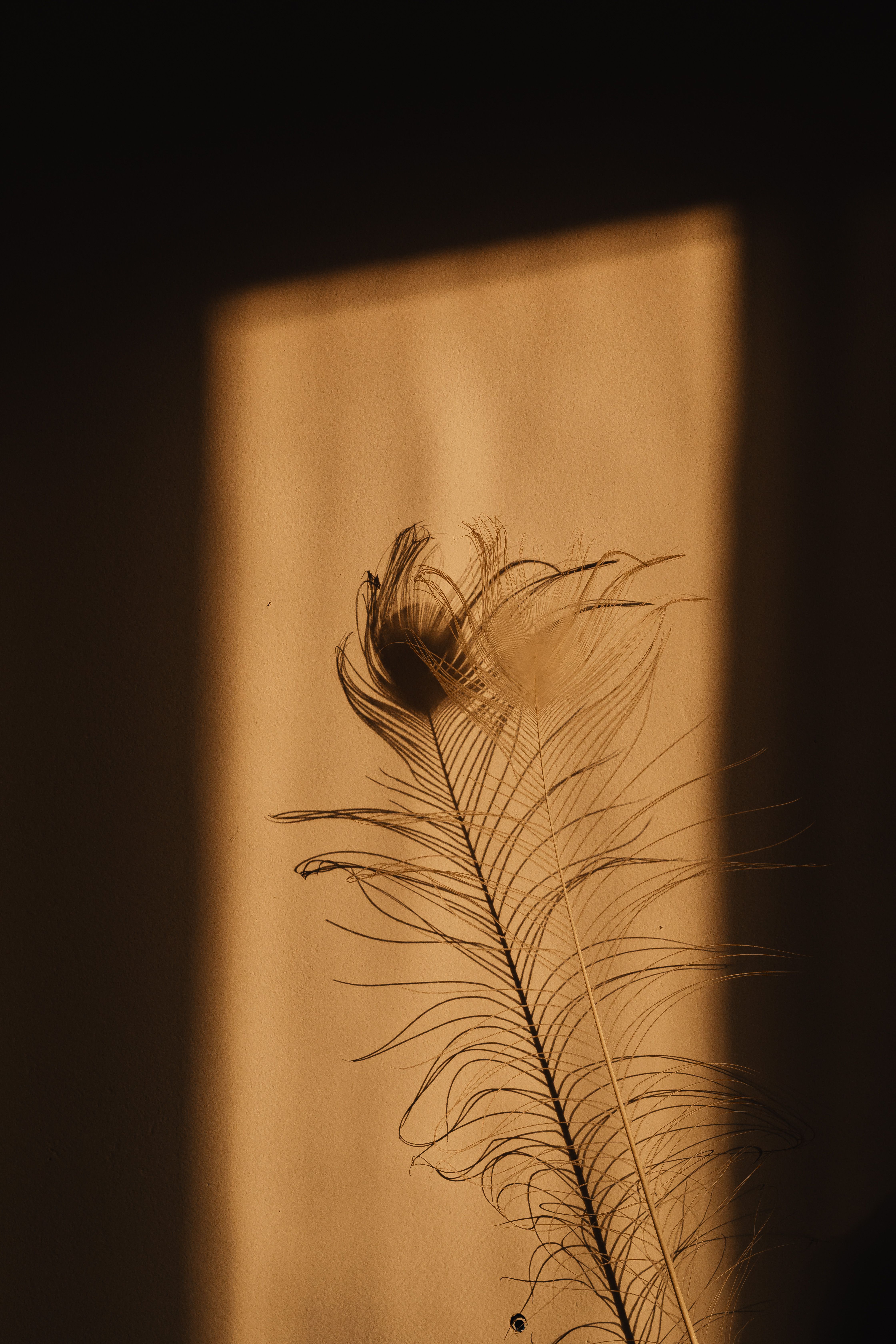 Feather in Sunset Light · Free Stock Photo