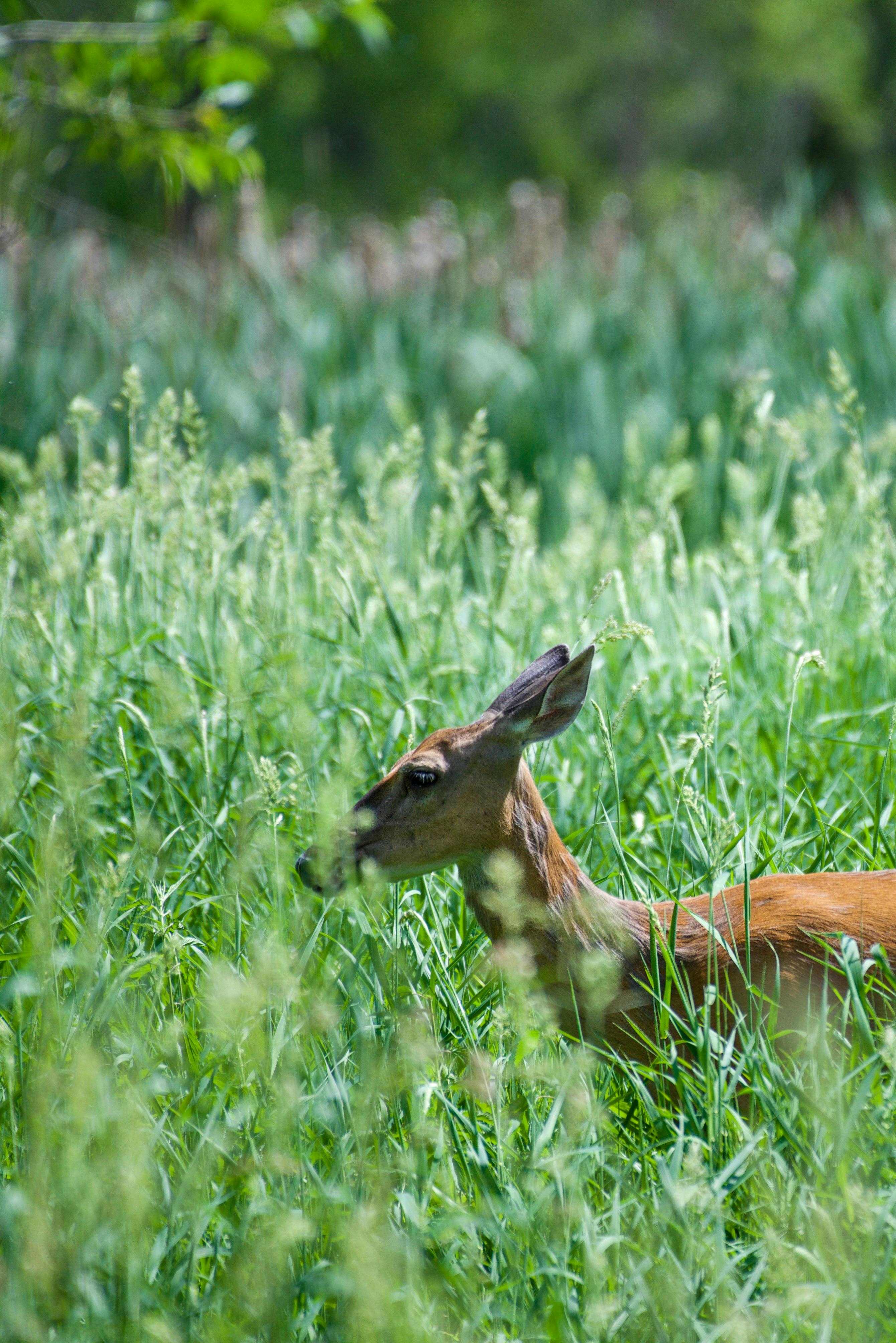Deer on Field · Free Stock Photo