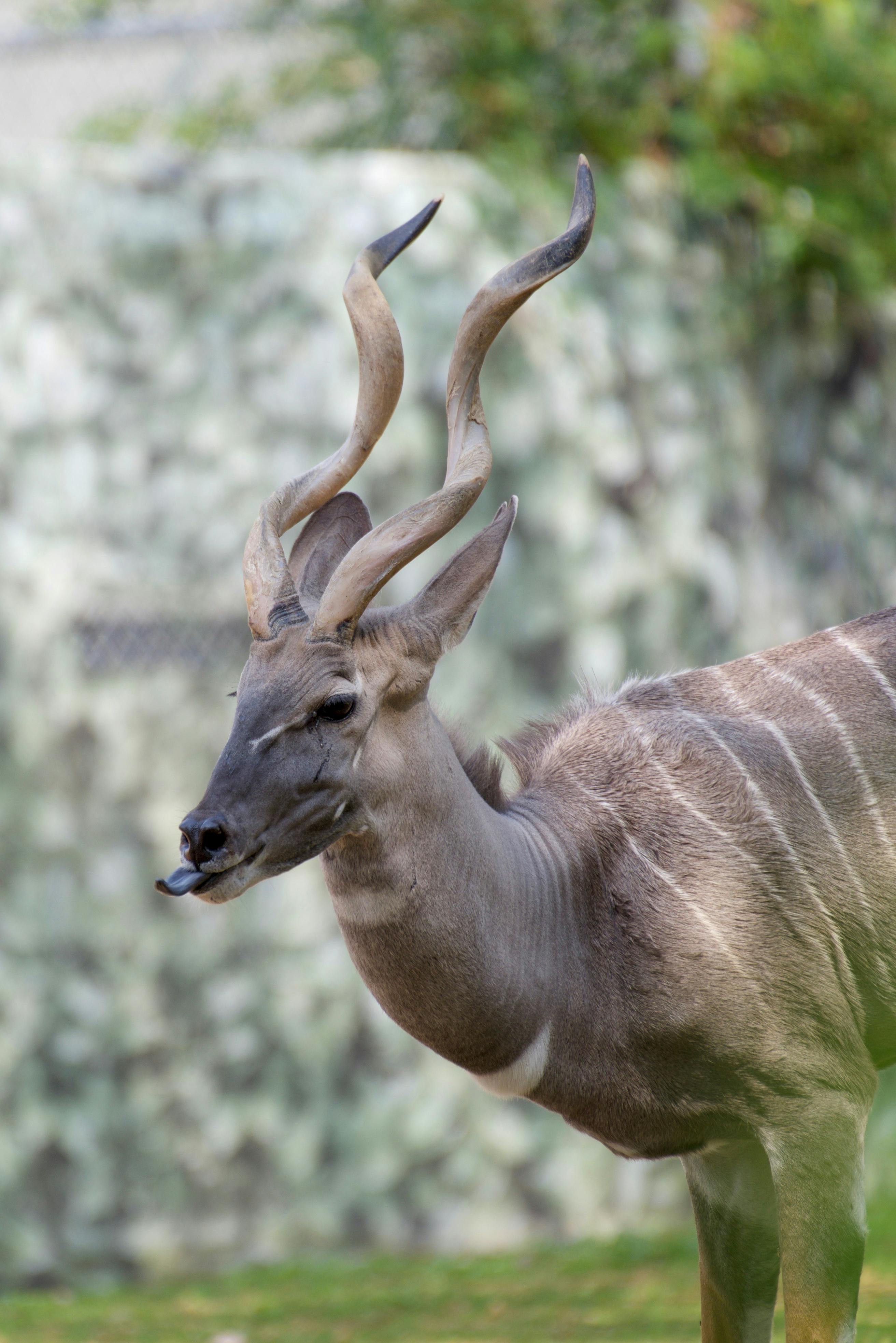 Kudu Photos, Download The BEST Free Kudu Stock Photos & HD Images