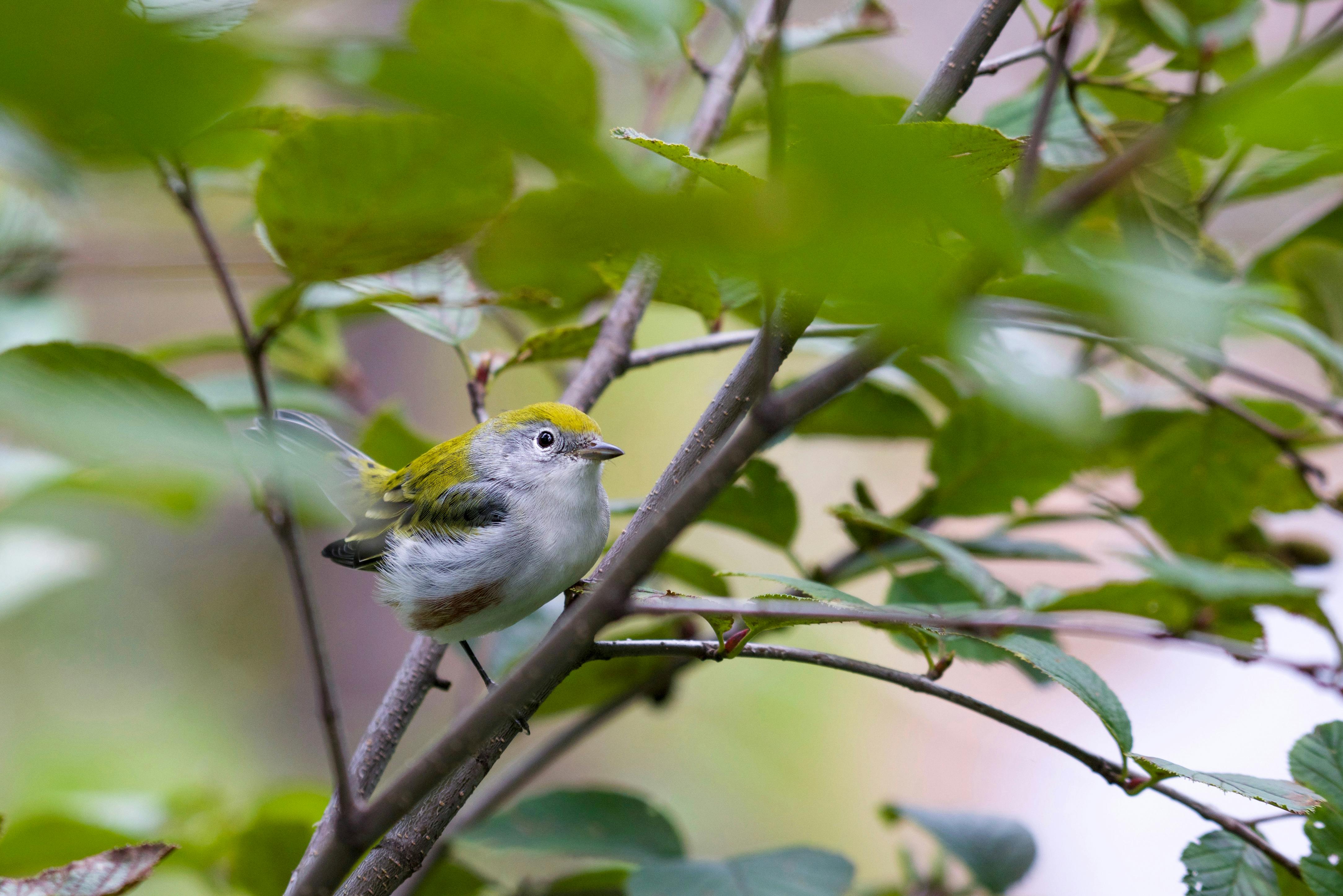 Little Bird Perched on Tree Branch · Free Stock Photo