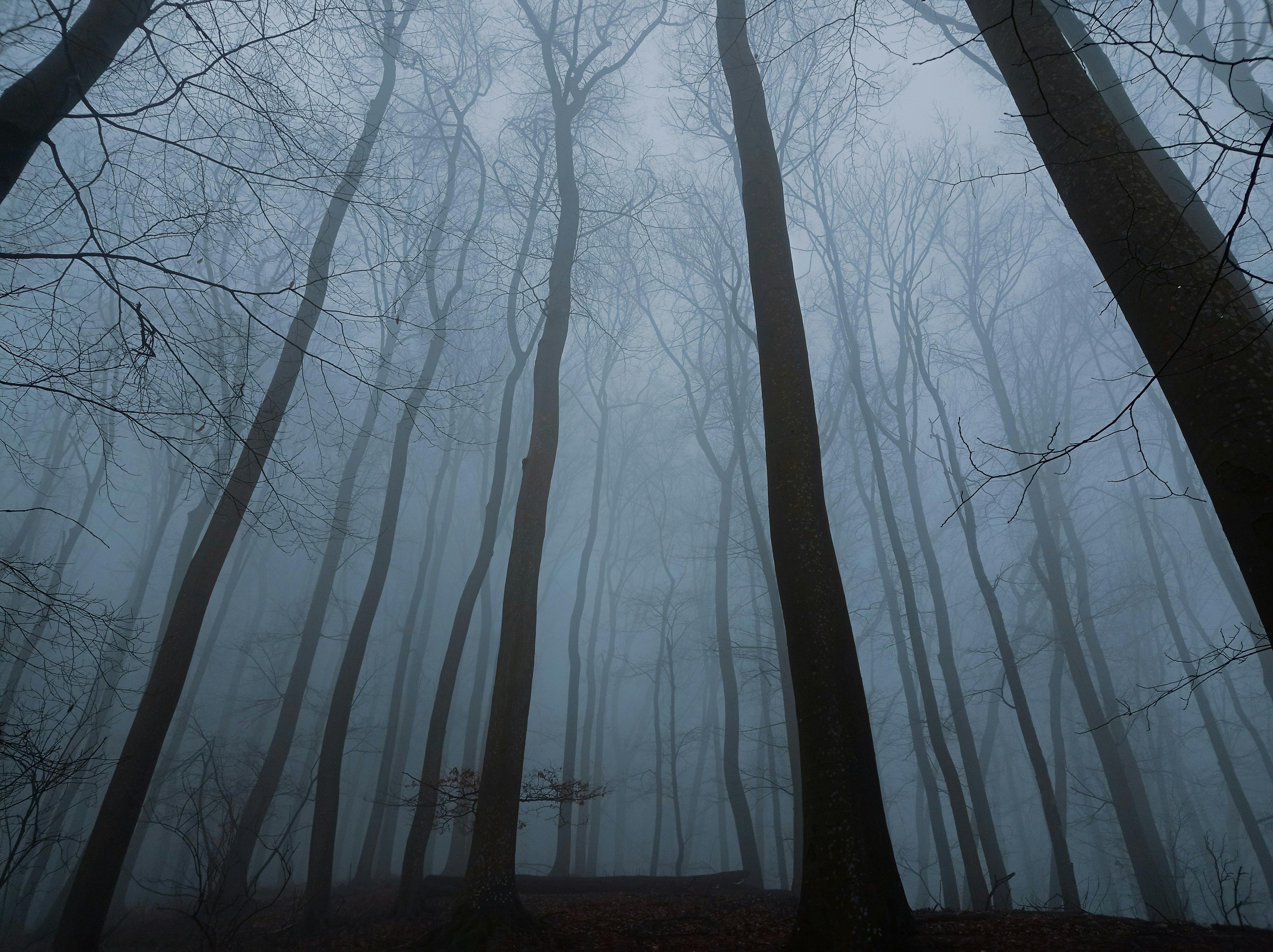 A Scarecrow Near a Tree at Night · Free Stock Photo