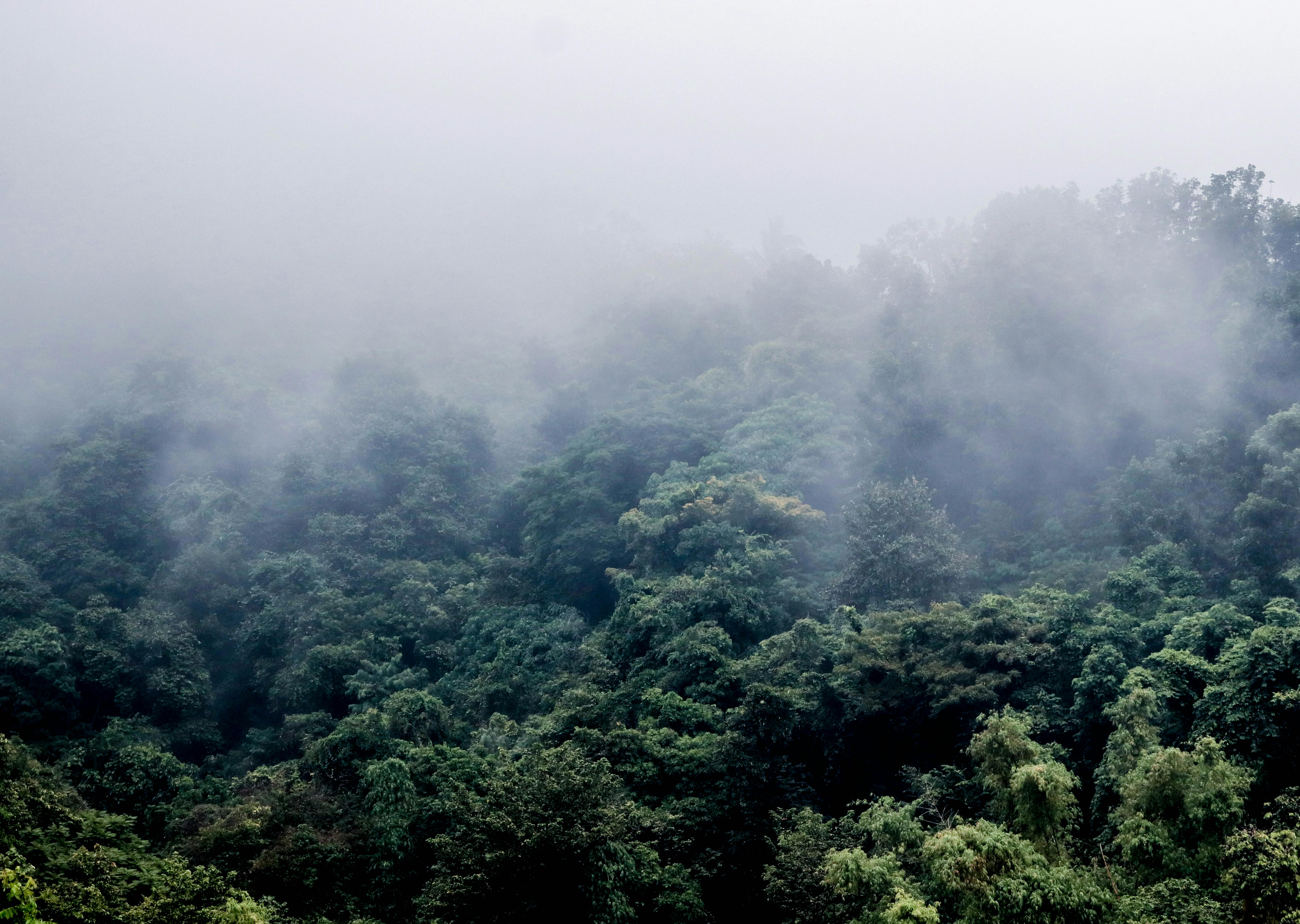 Free stock photo of after the rain, beautiful nature, cloud forest