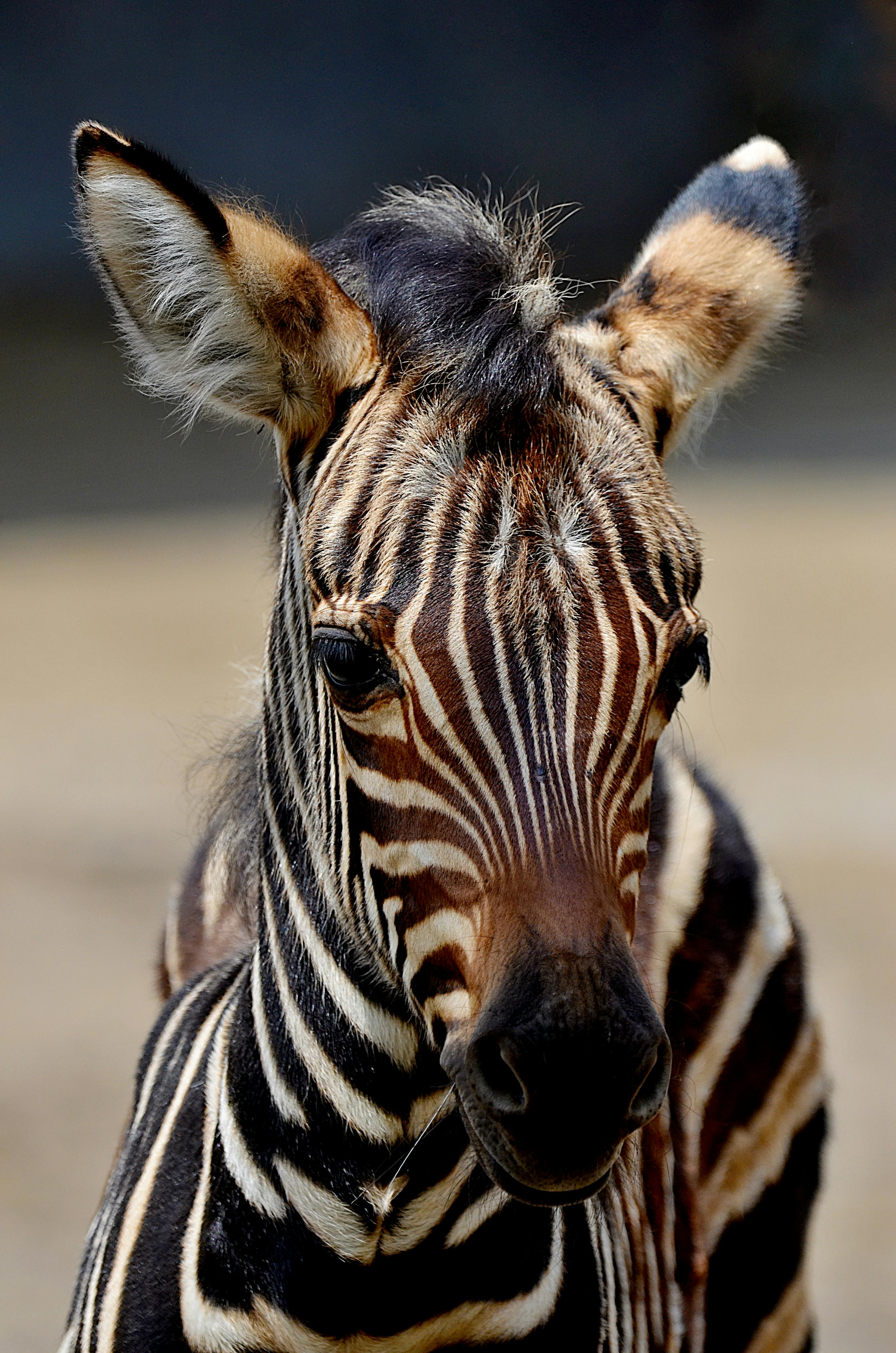 Close-Up Phot of a Zebra · Free Stock Photo