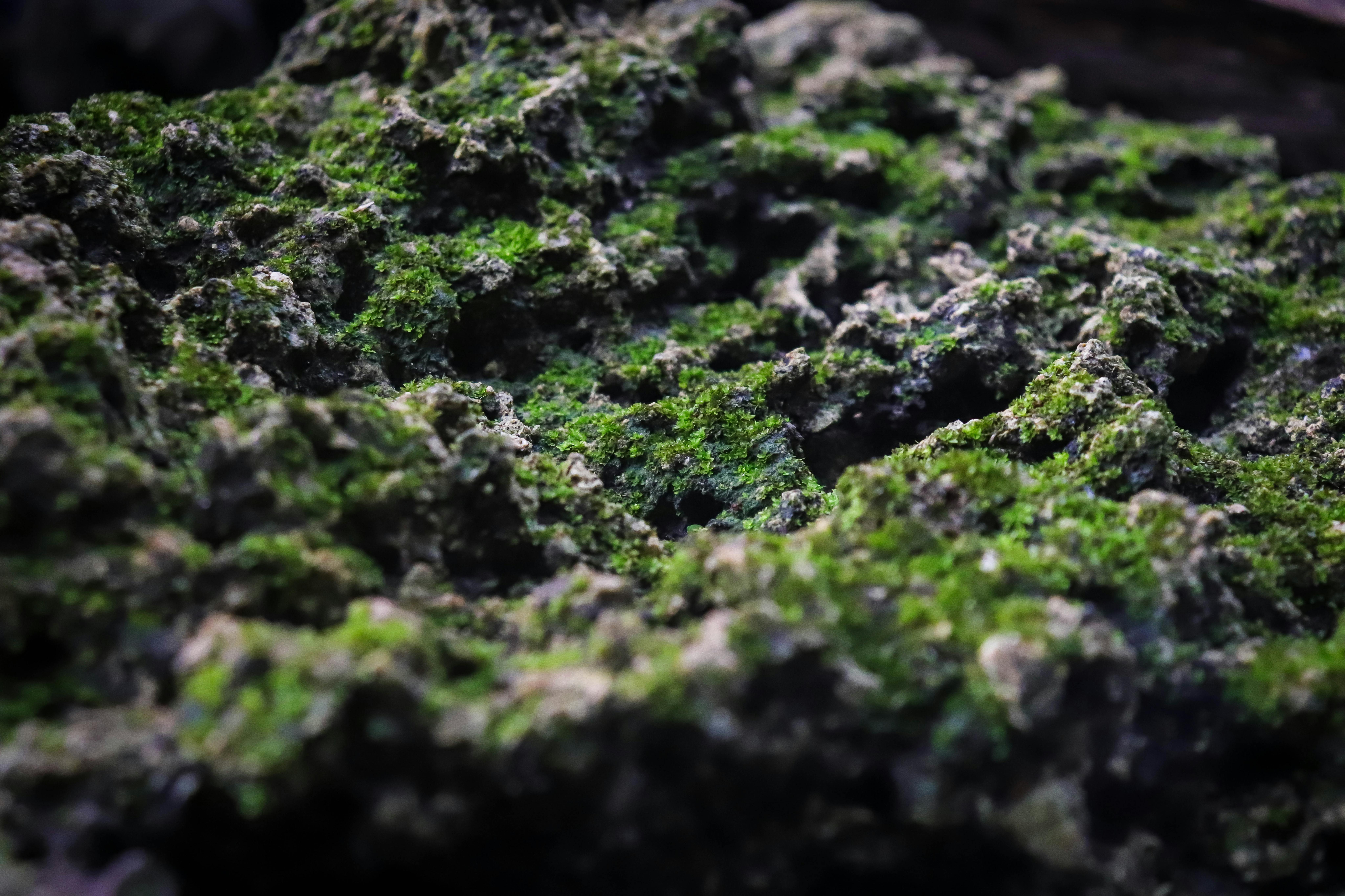 Free stock photo of green moss, moss, mossy