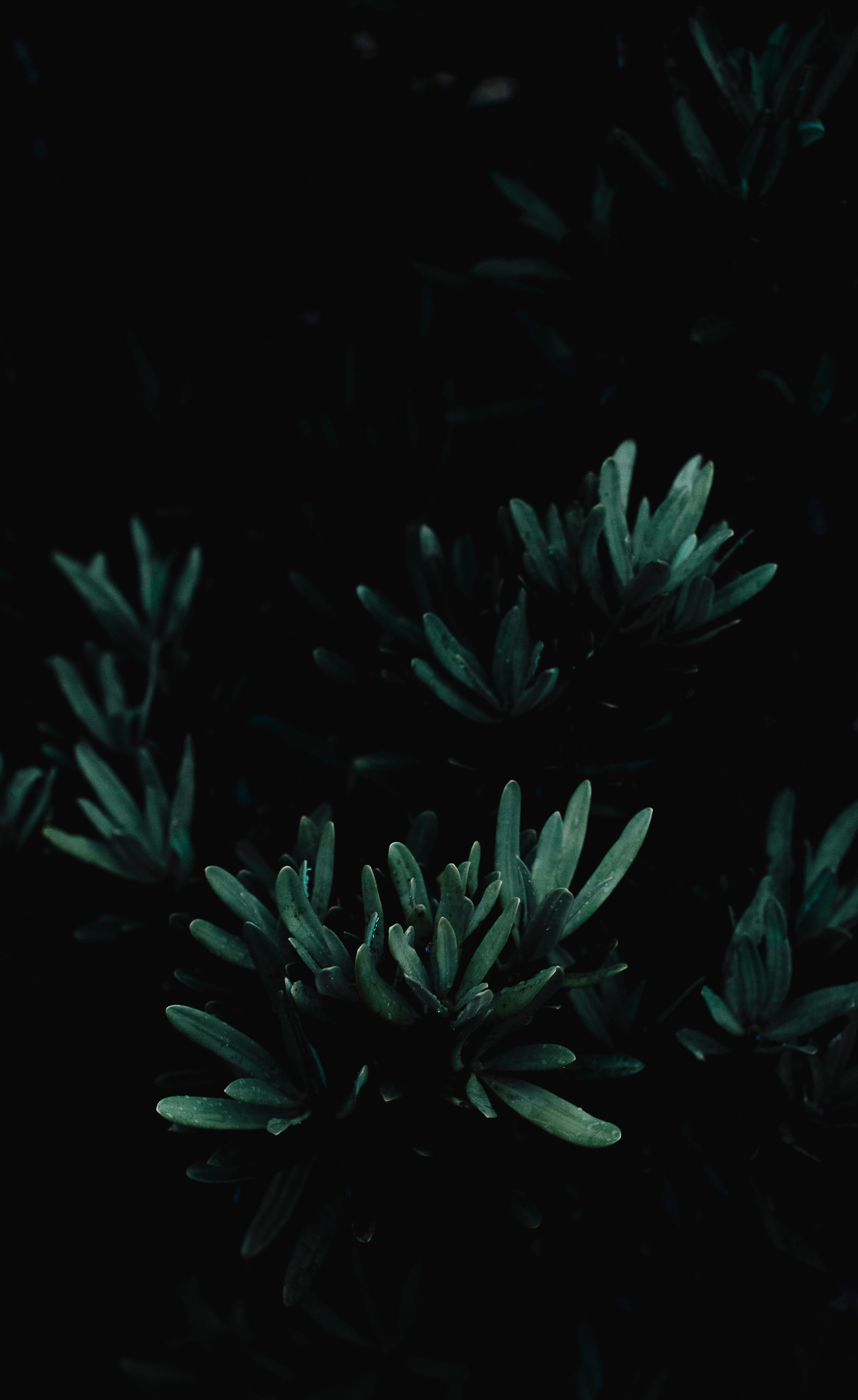 Twig of green plant placed in glass bottle · Free Stock Photo