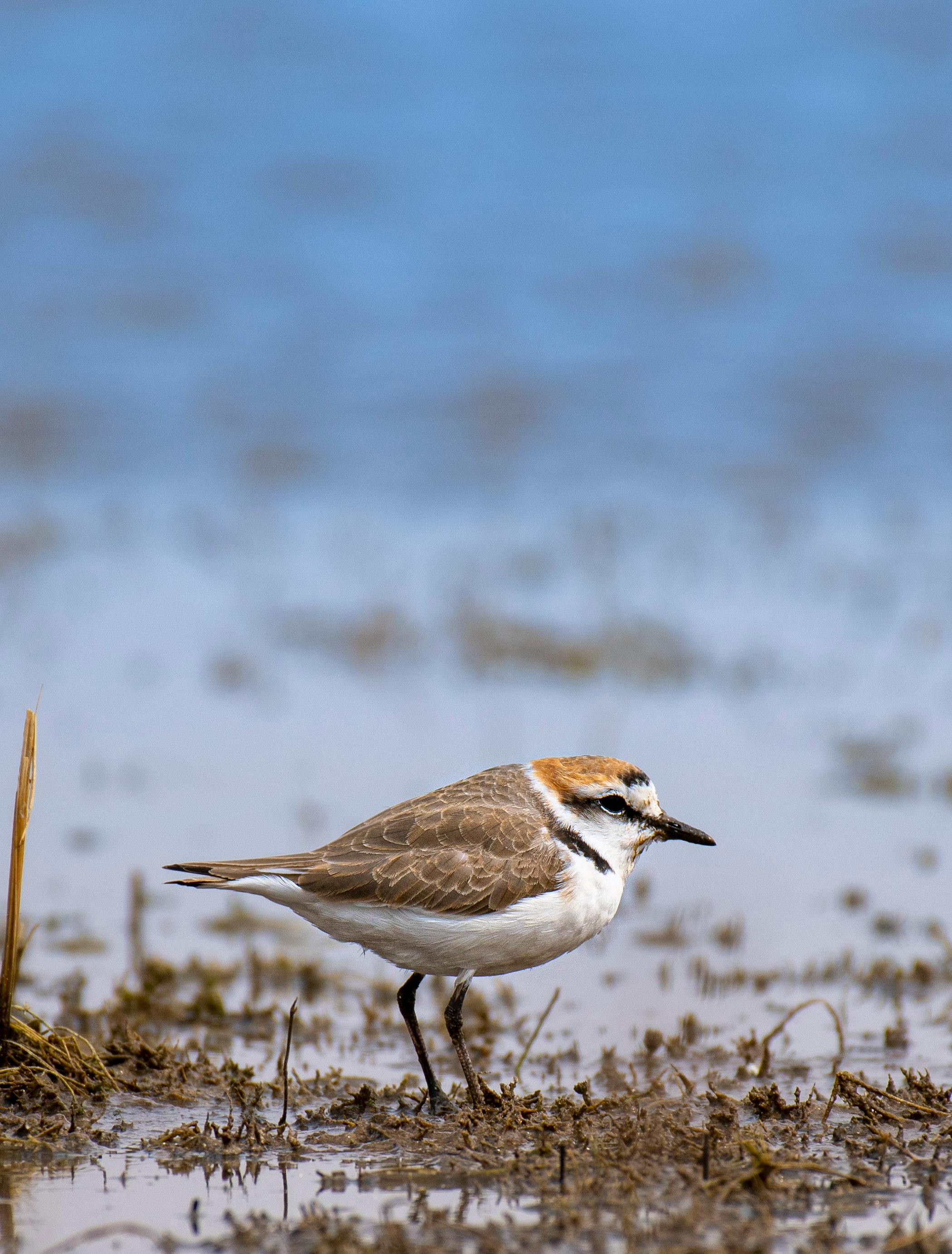 Plover Photos, Download The BEST Free Plover Stock Photos & HD Images
