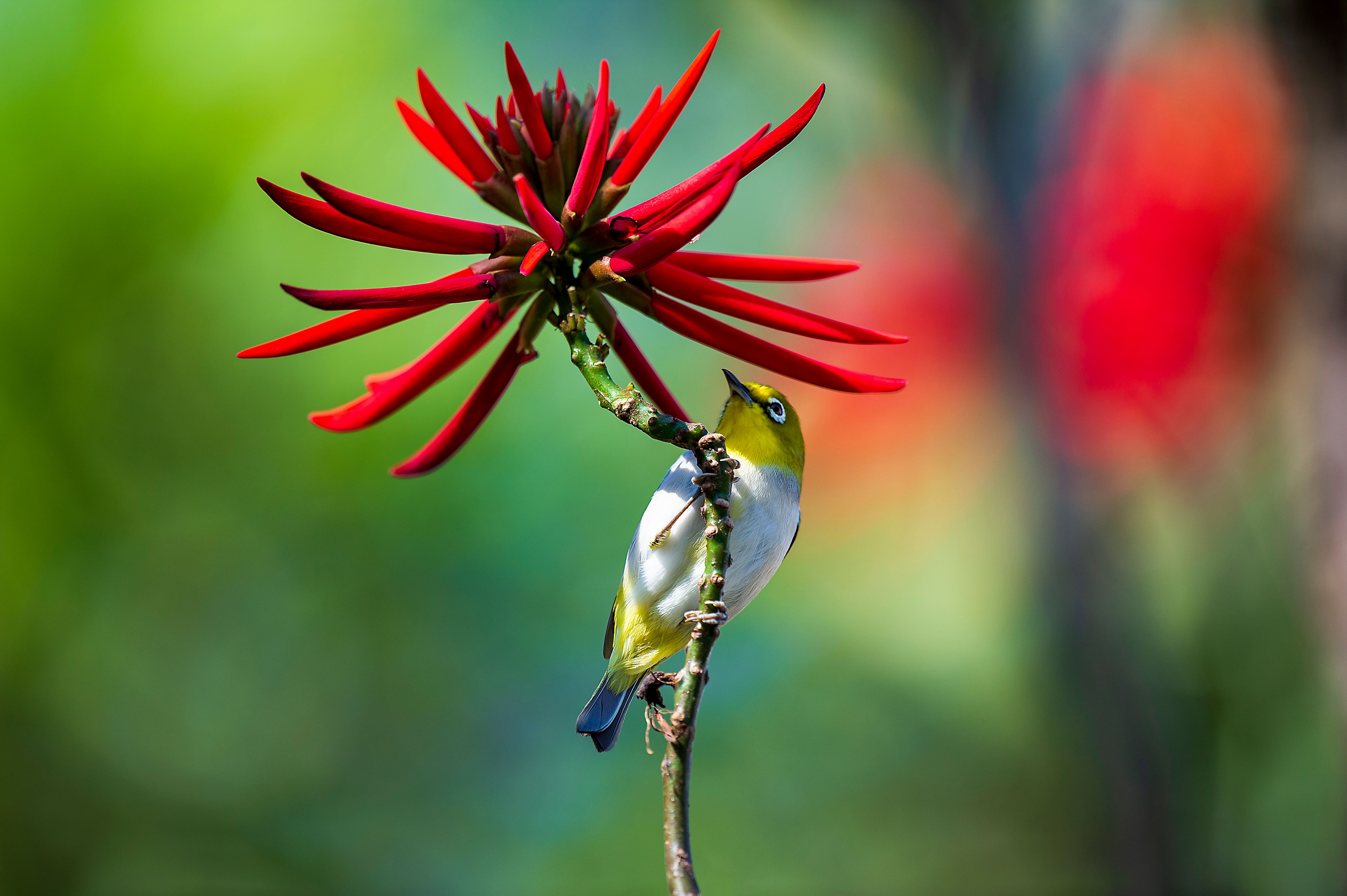 Bird on an Exotic Flower · Free Stock Photo