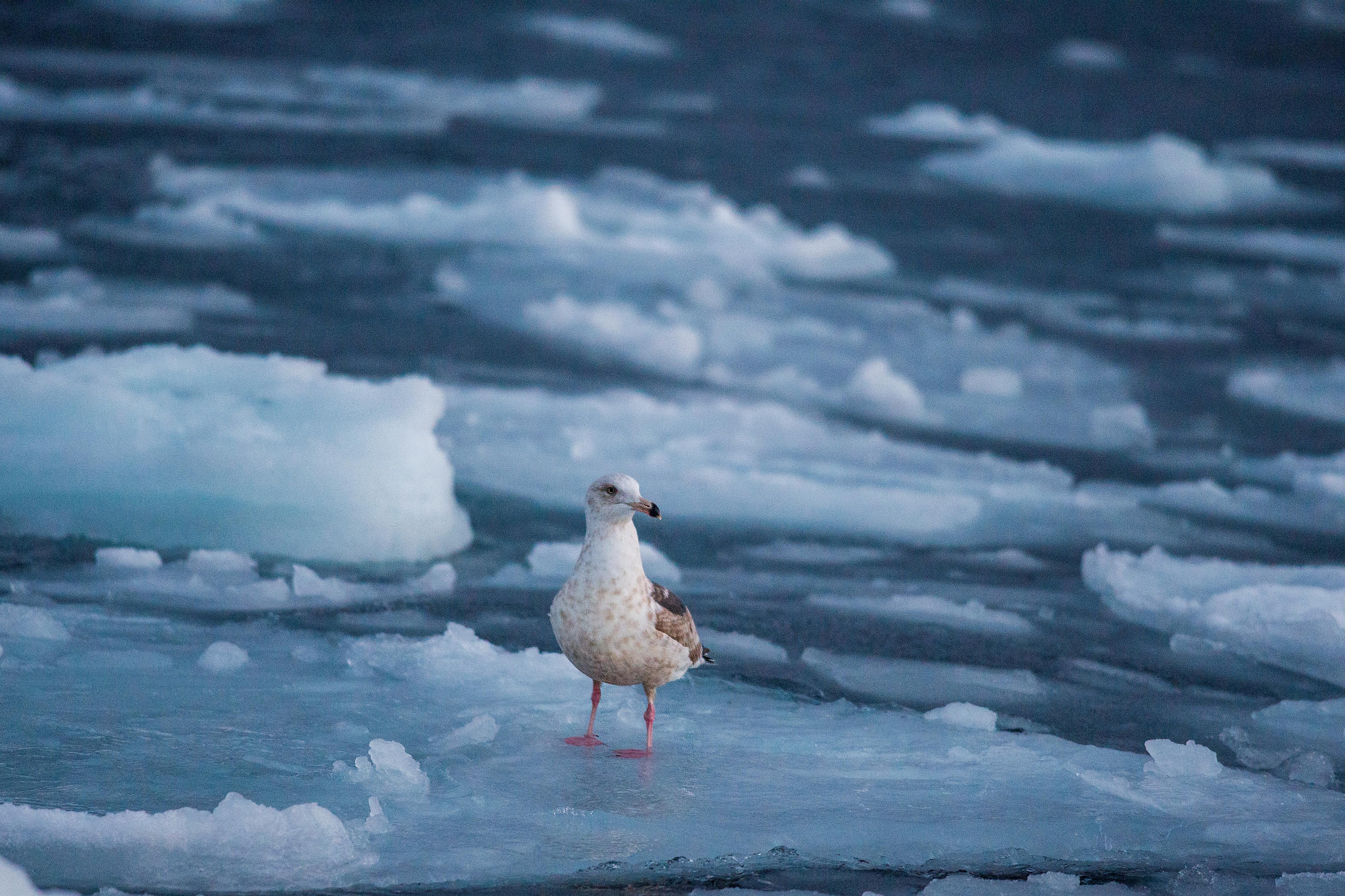 A Seagull on Ice · Free Stock Photo