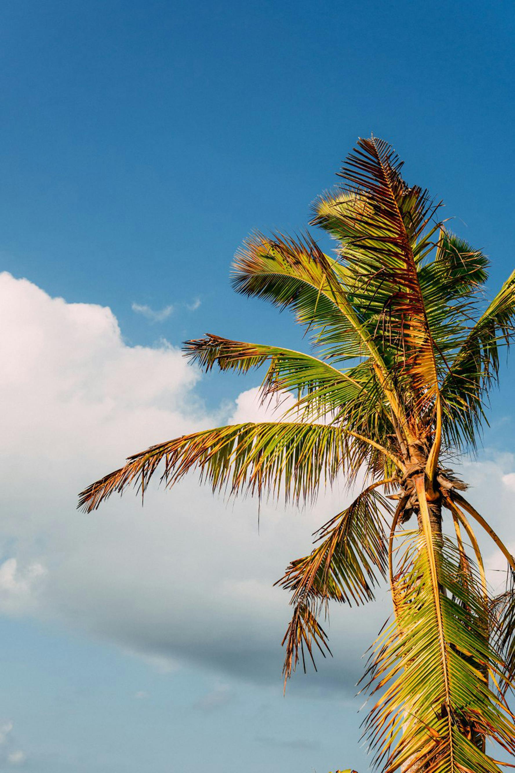 Close Up Photo of Coconut Tree · Free Stock Photo