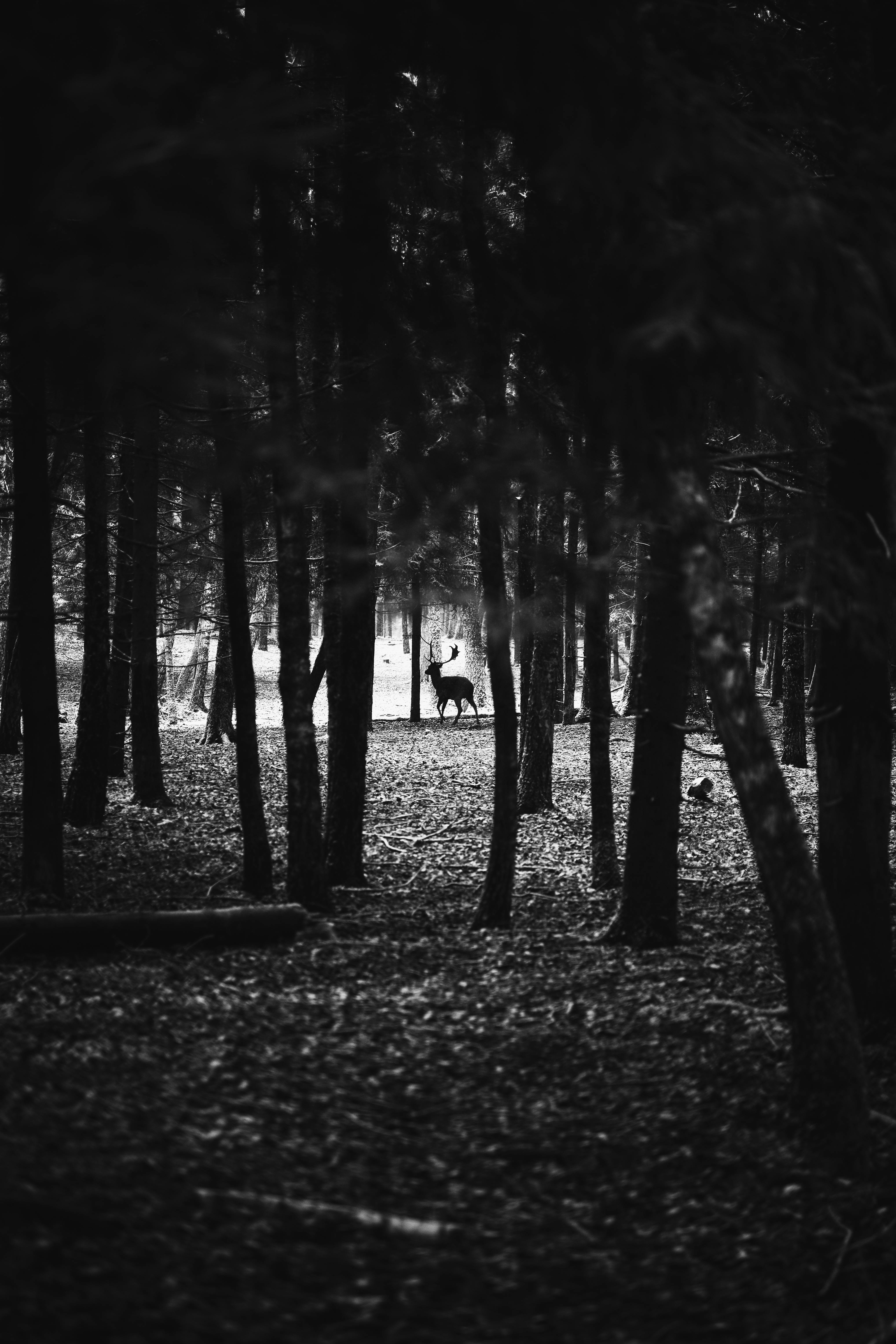 Grayscale Photo of a Deer in a Forest · Free Stock Photo