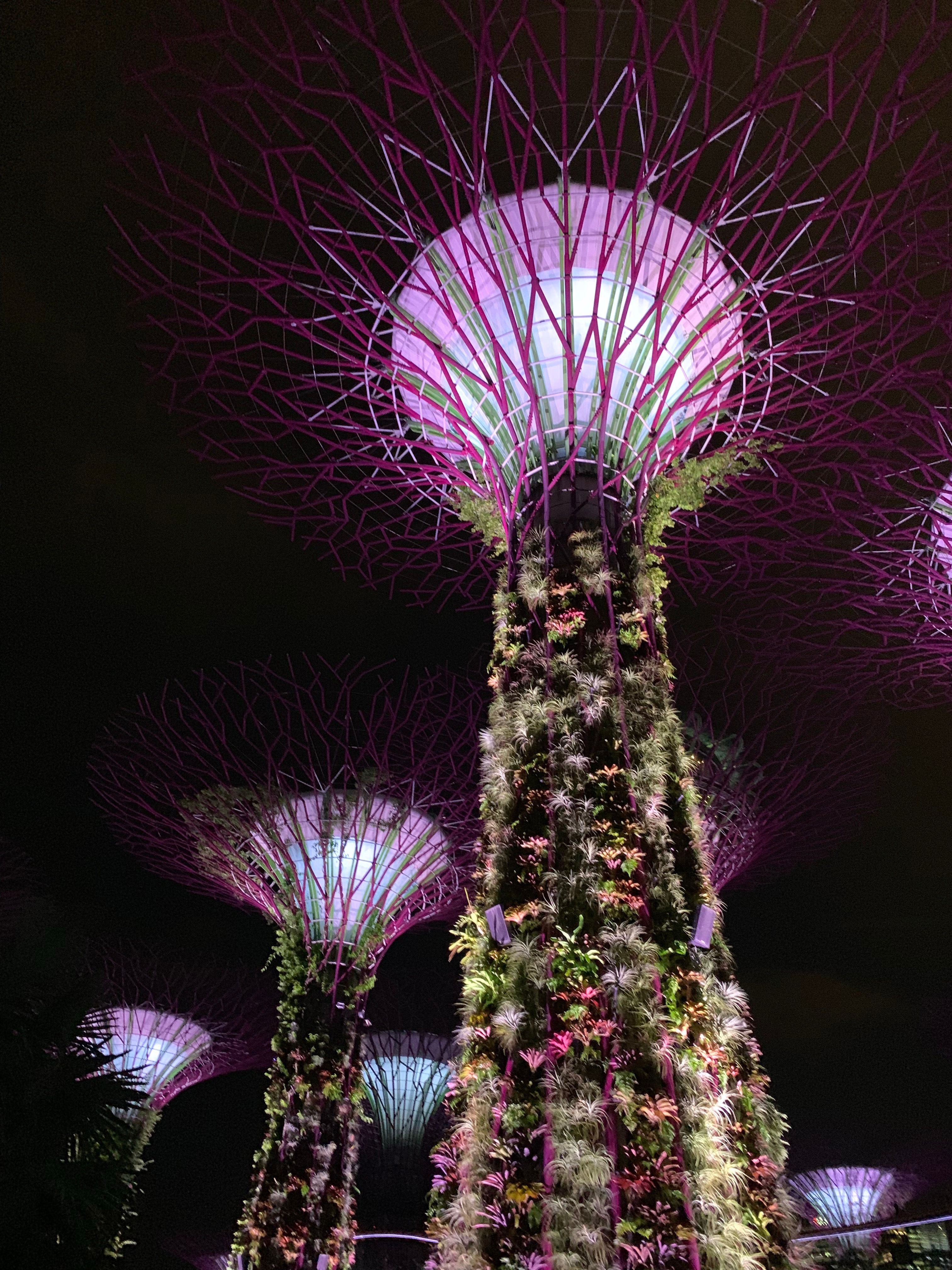 Lighted Supertree Grove · Free Stock Photo