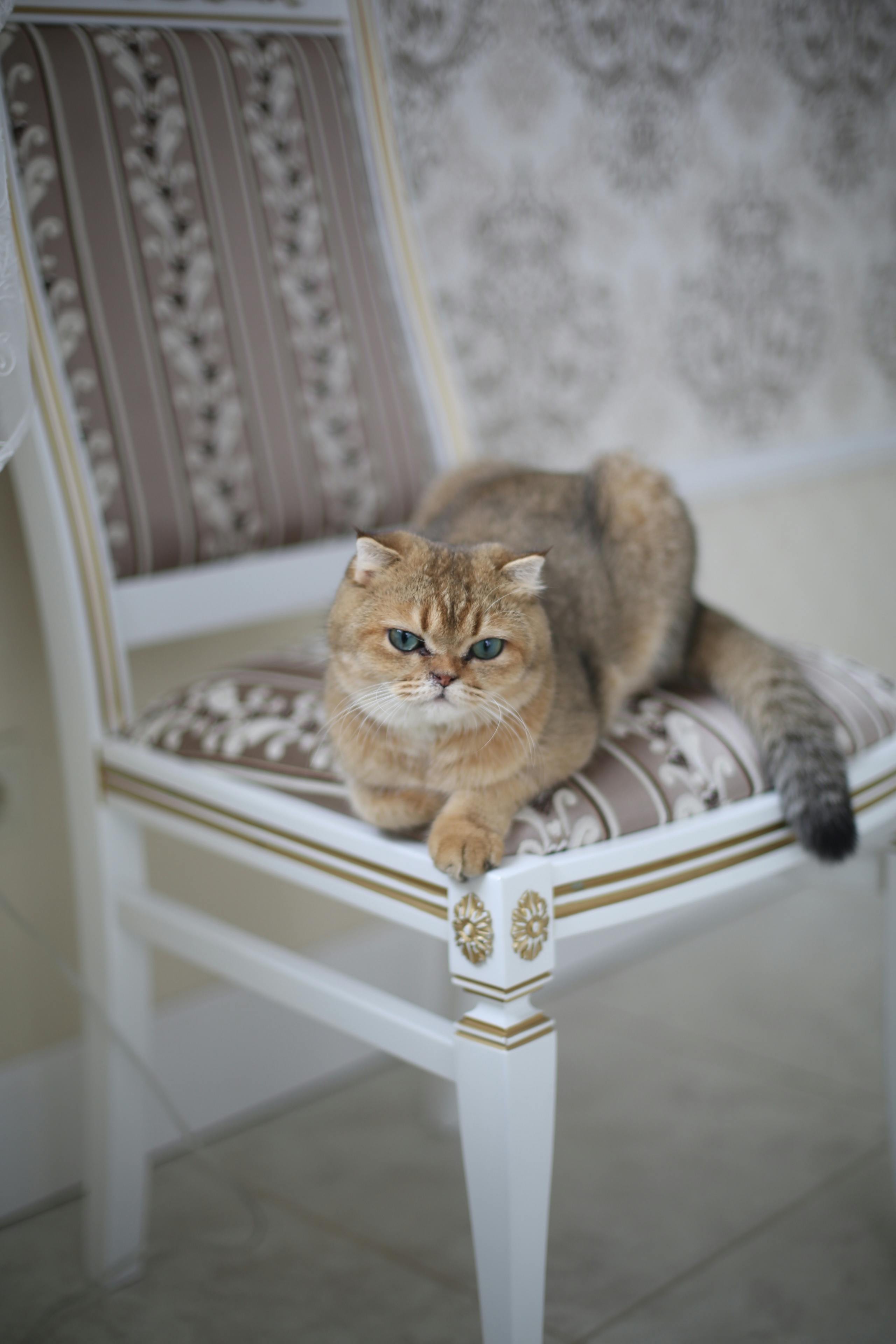 Cat Turning Its Head · Free Stock Photo