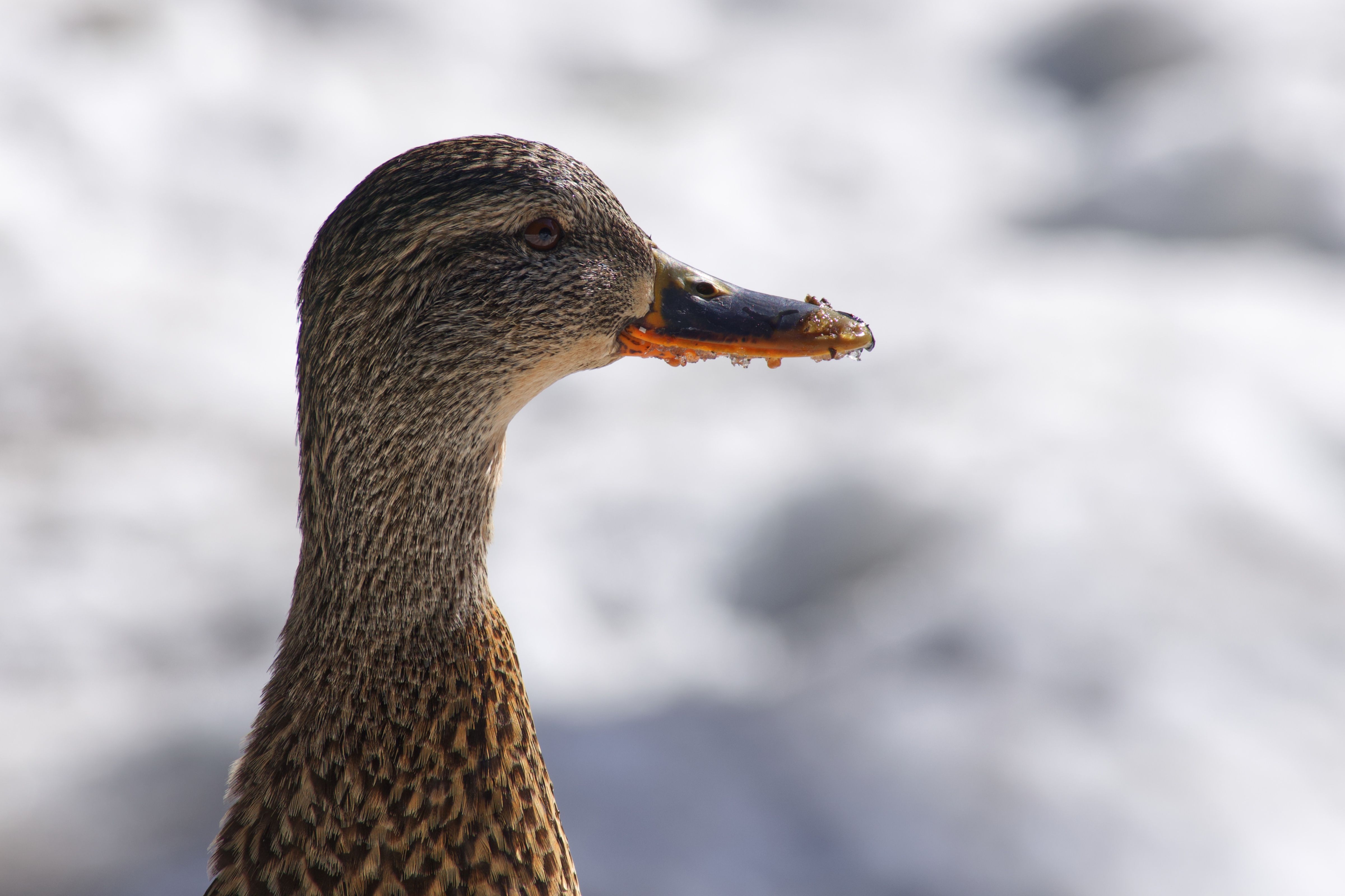 Duck with frost on beak in winter · Free Stock Photo