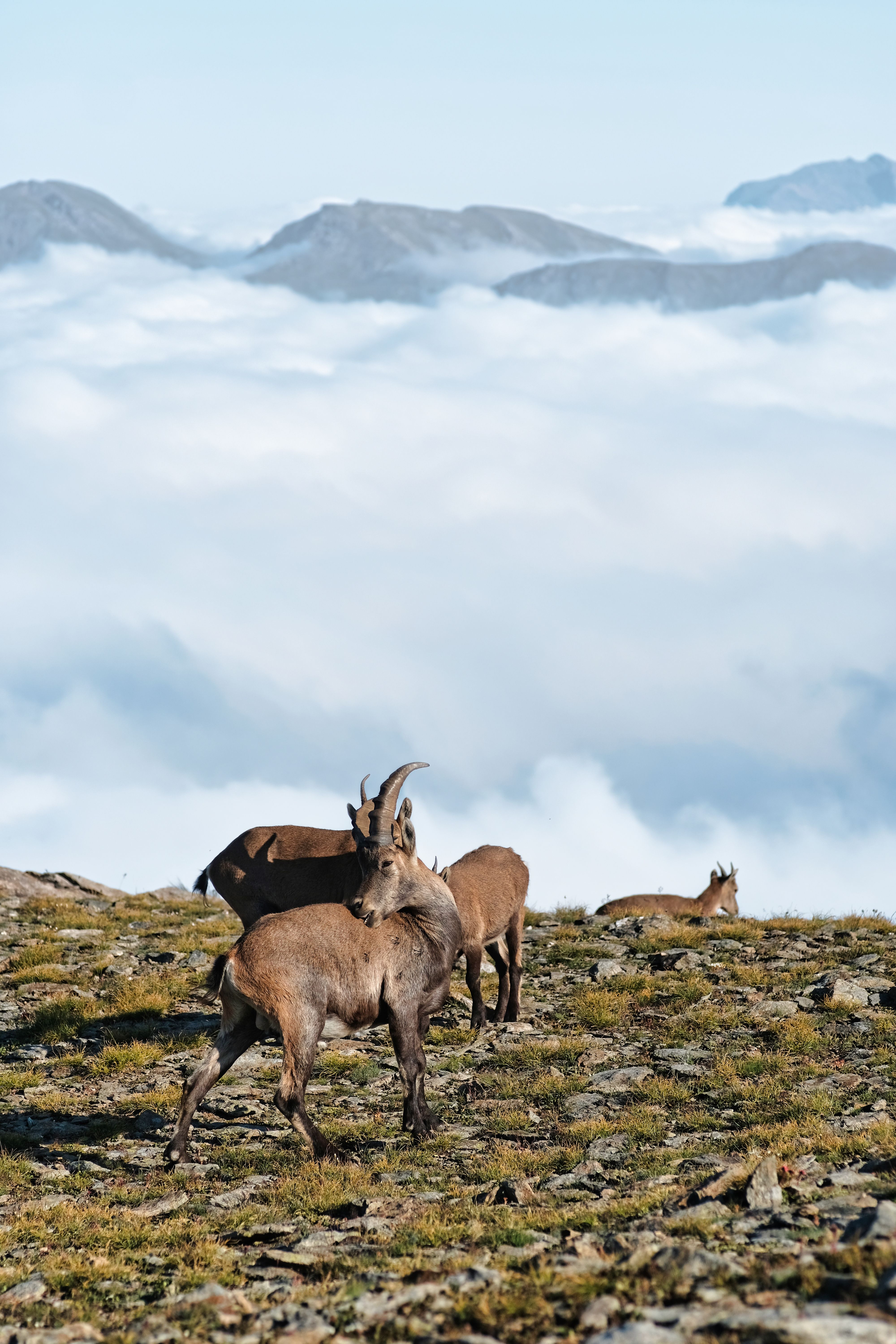 Mountain Goats on the Peak of the Mountain · Free Stock Photo