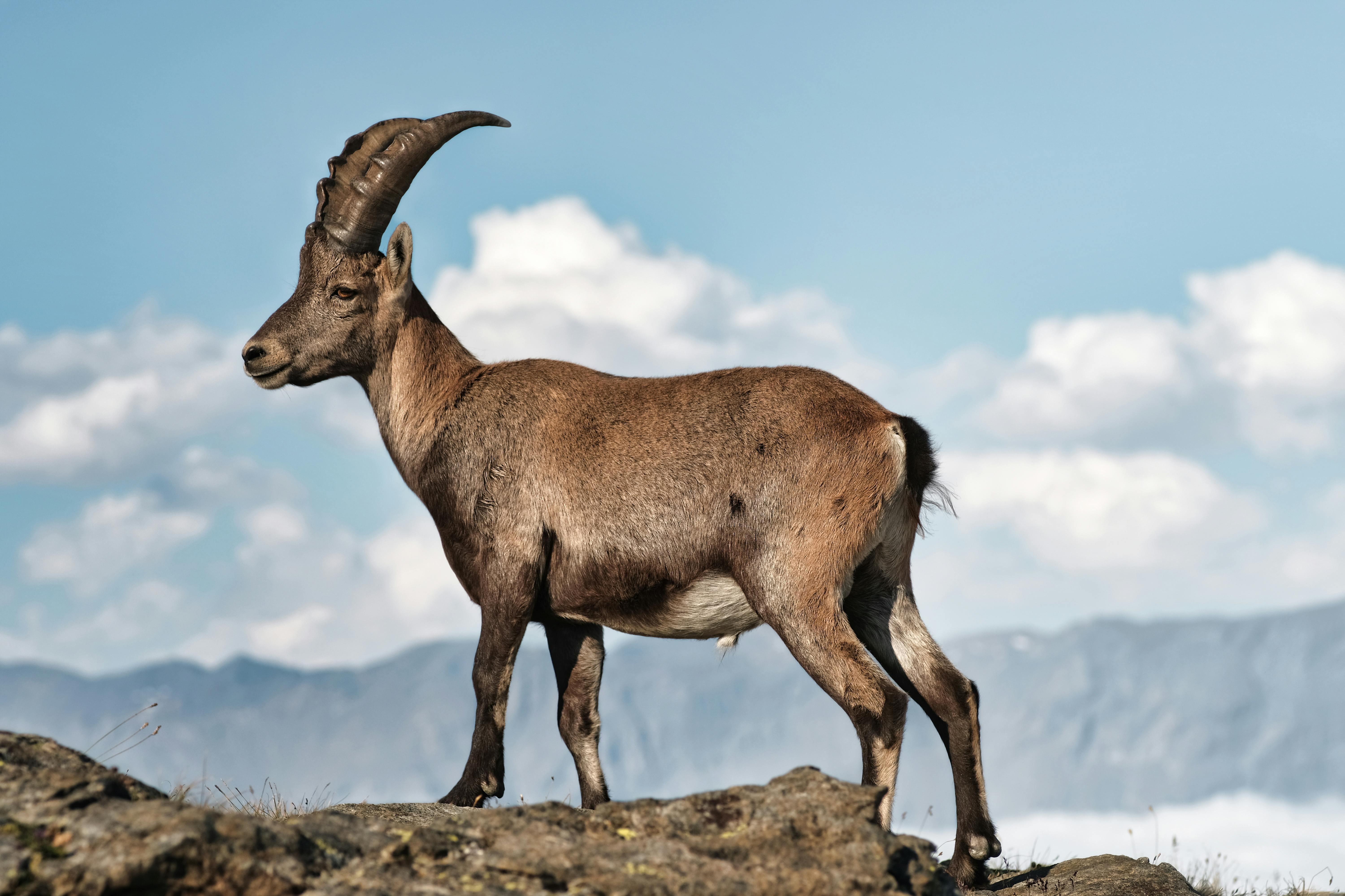 An Ibex Standing on Top of a Mountain · Free Stock Photo