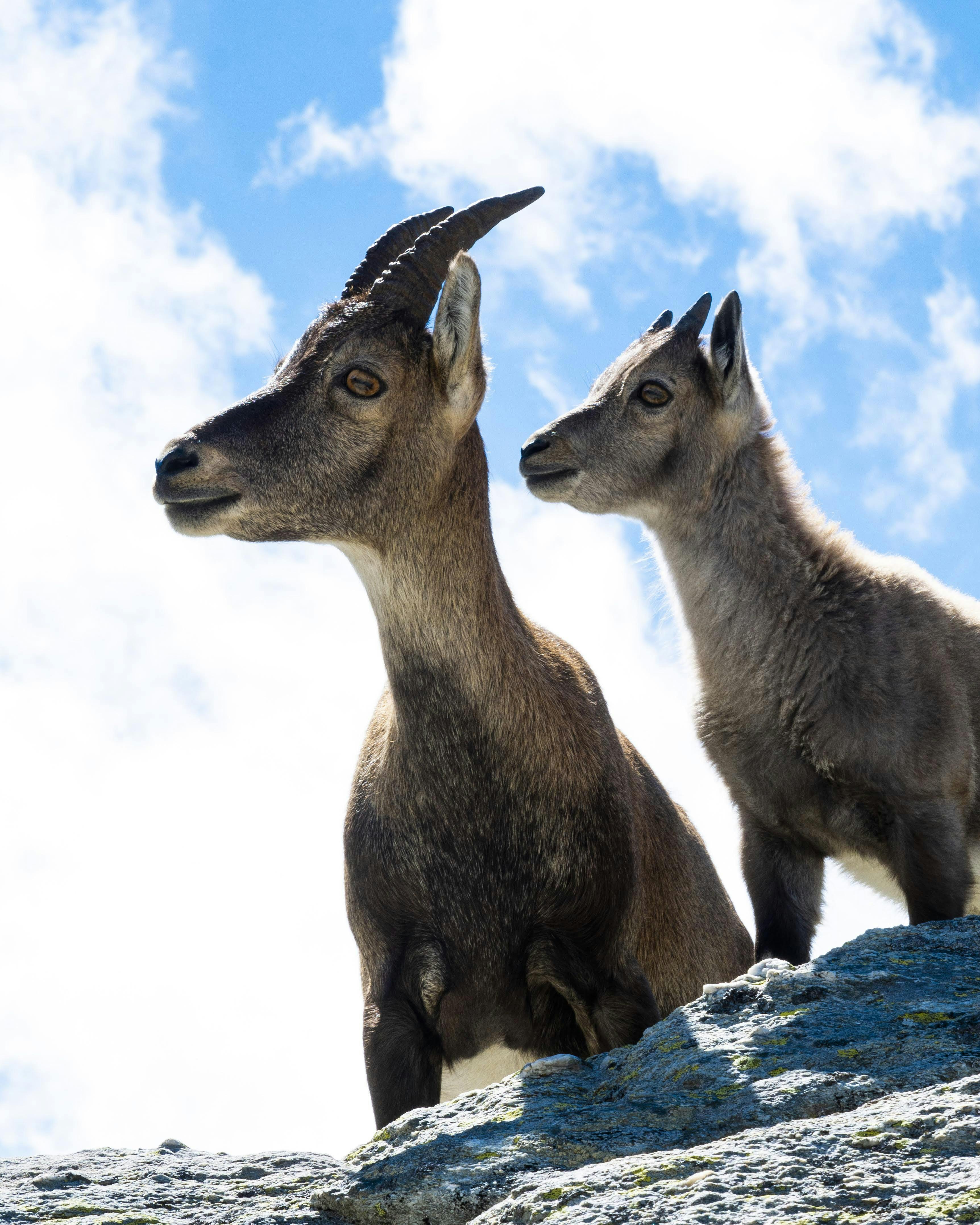 Ibexes Under Blue Sky · Free Stock Photo