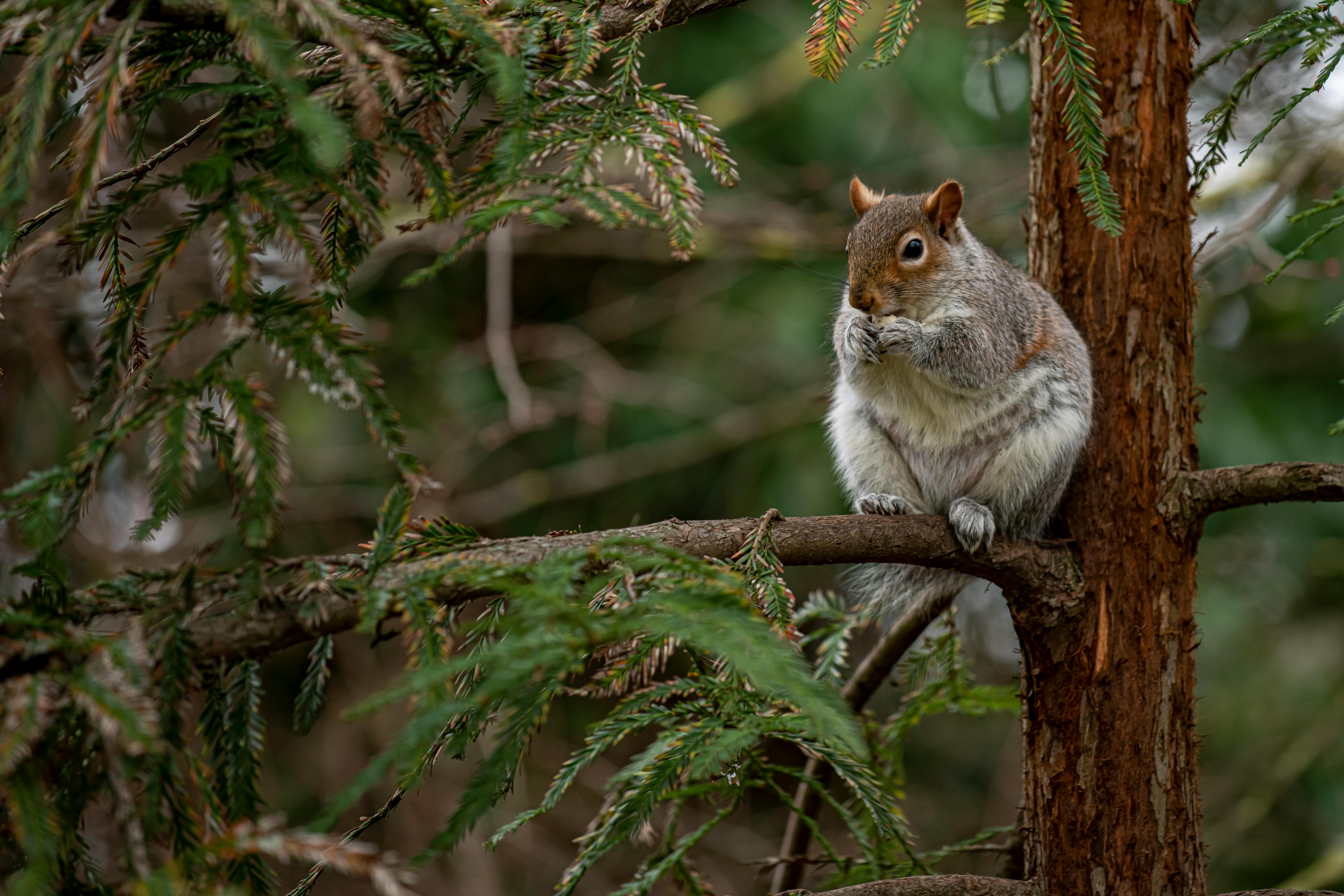 800+ Best Squirrel Photos · 100% Free Download · Pexels Stock Photos