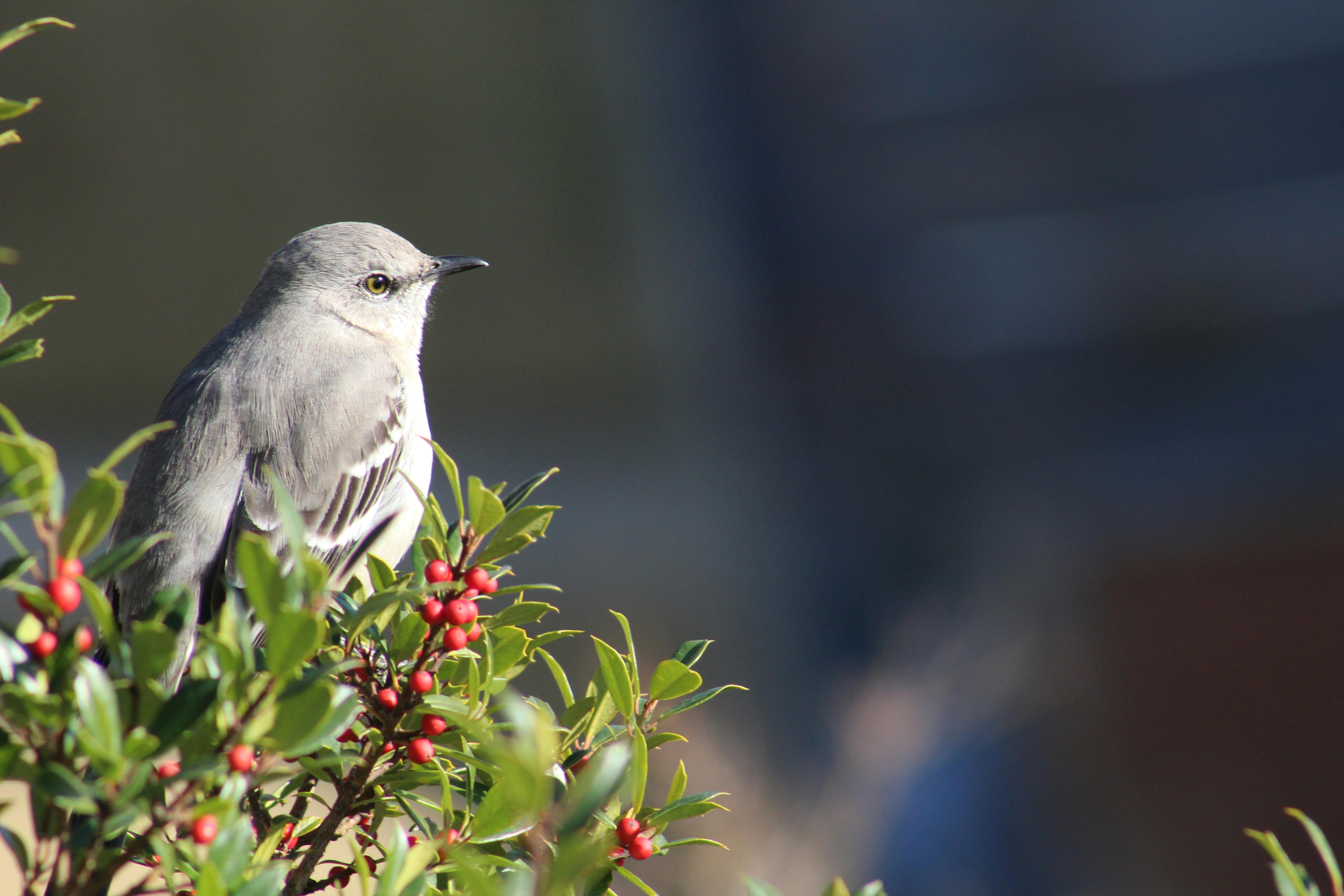 Gray Mockingbird Perched on a Plant · Free Stock Photo