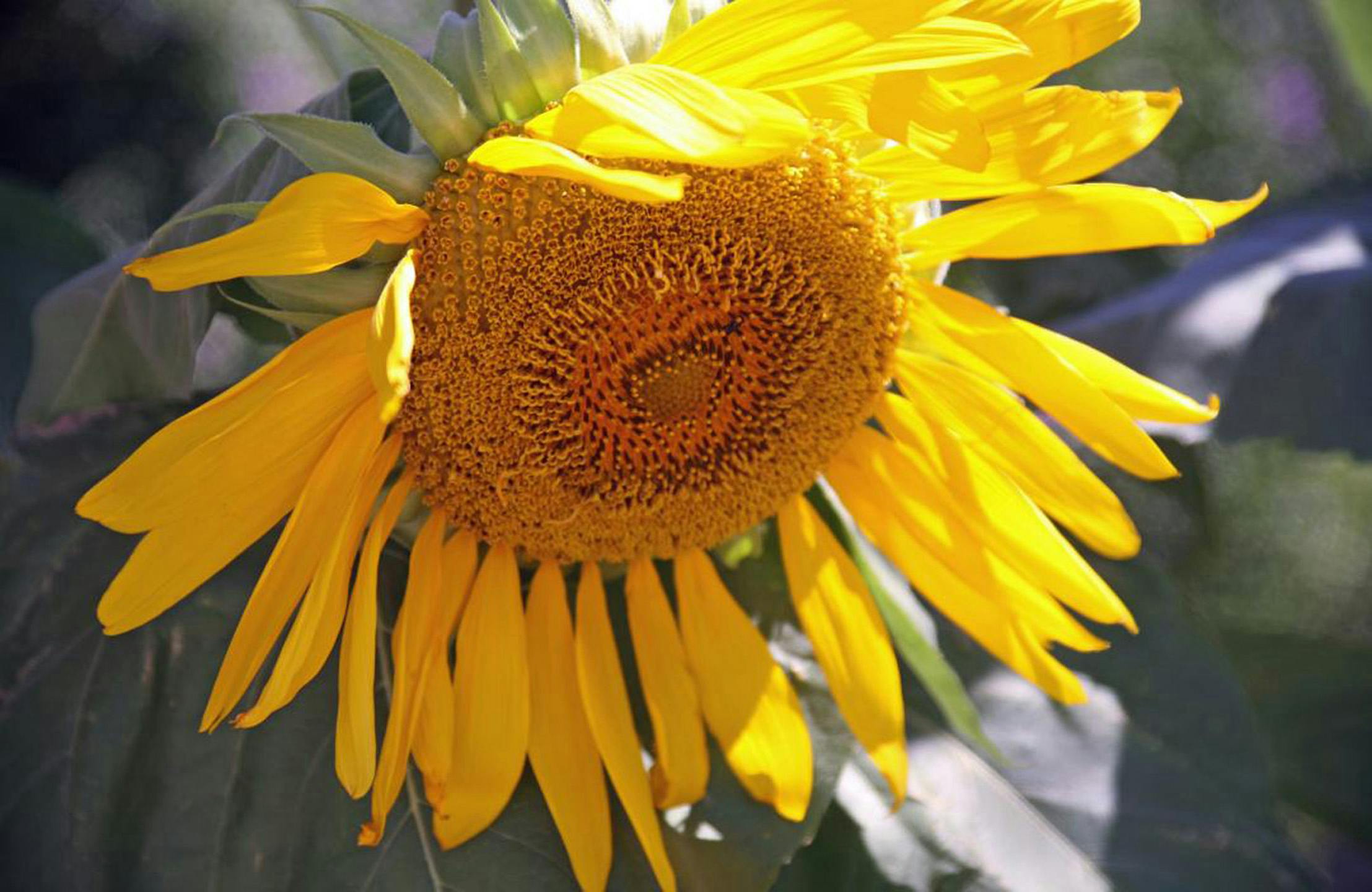 Kostenloses Foto zum Thema: sonnenblume Kostenloses Foto zum Thema: sonnenblume
