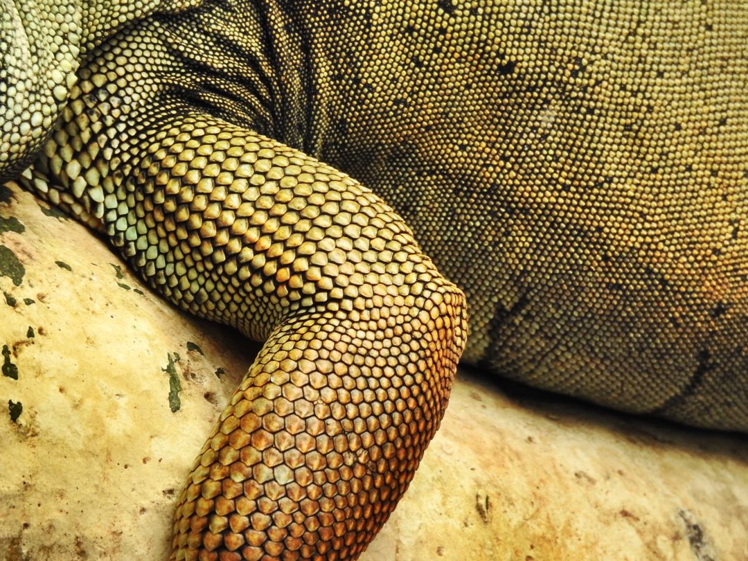 Unlocking Reptile Taxonomy: A Diverse World of Species