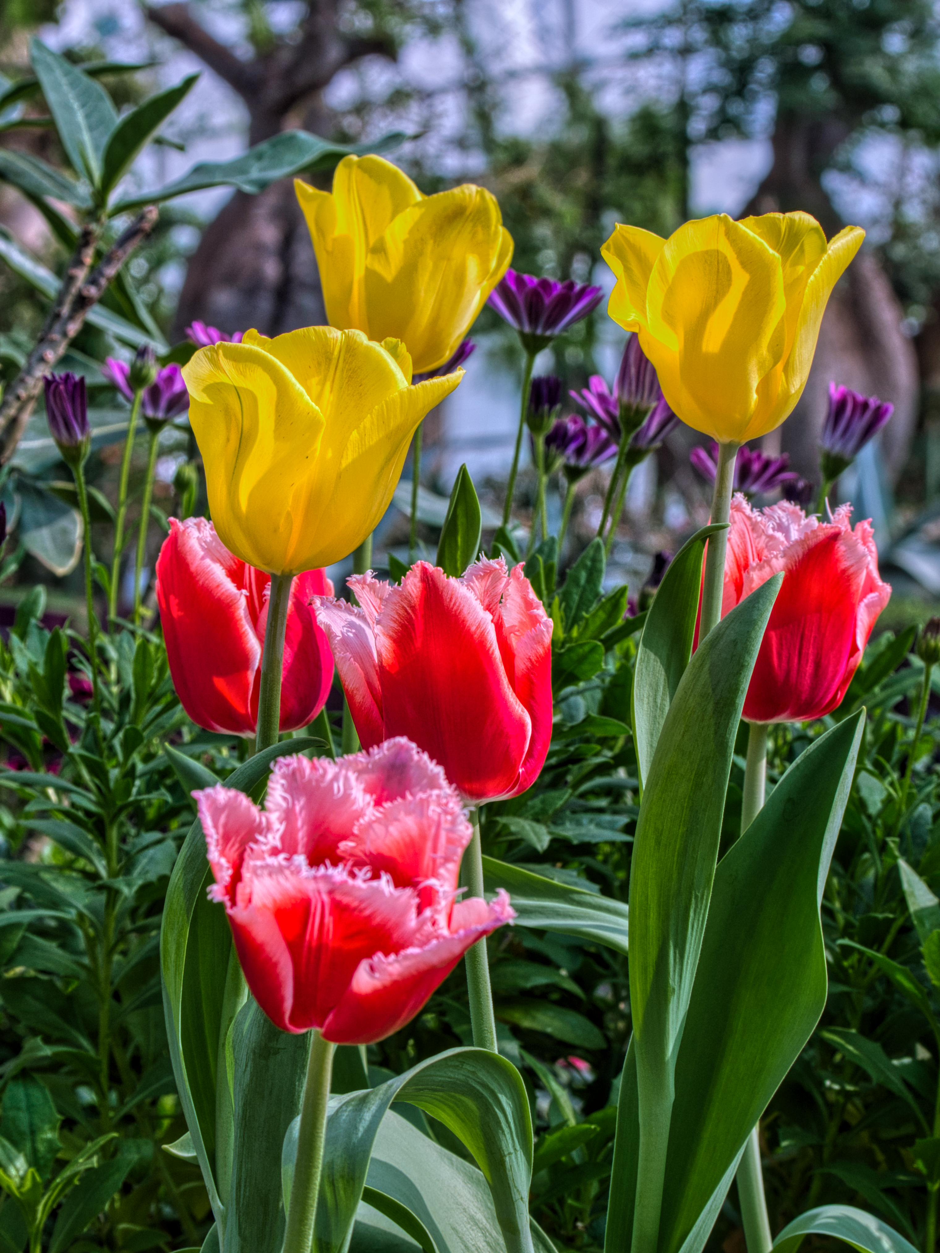 Close up of Colorful Flowers · Free Stock Photo