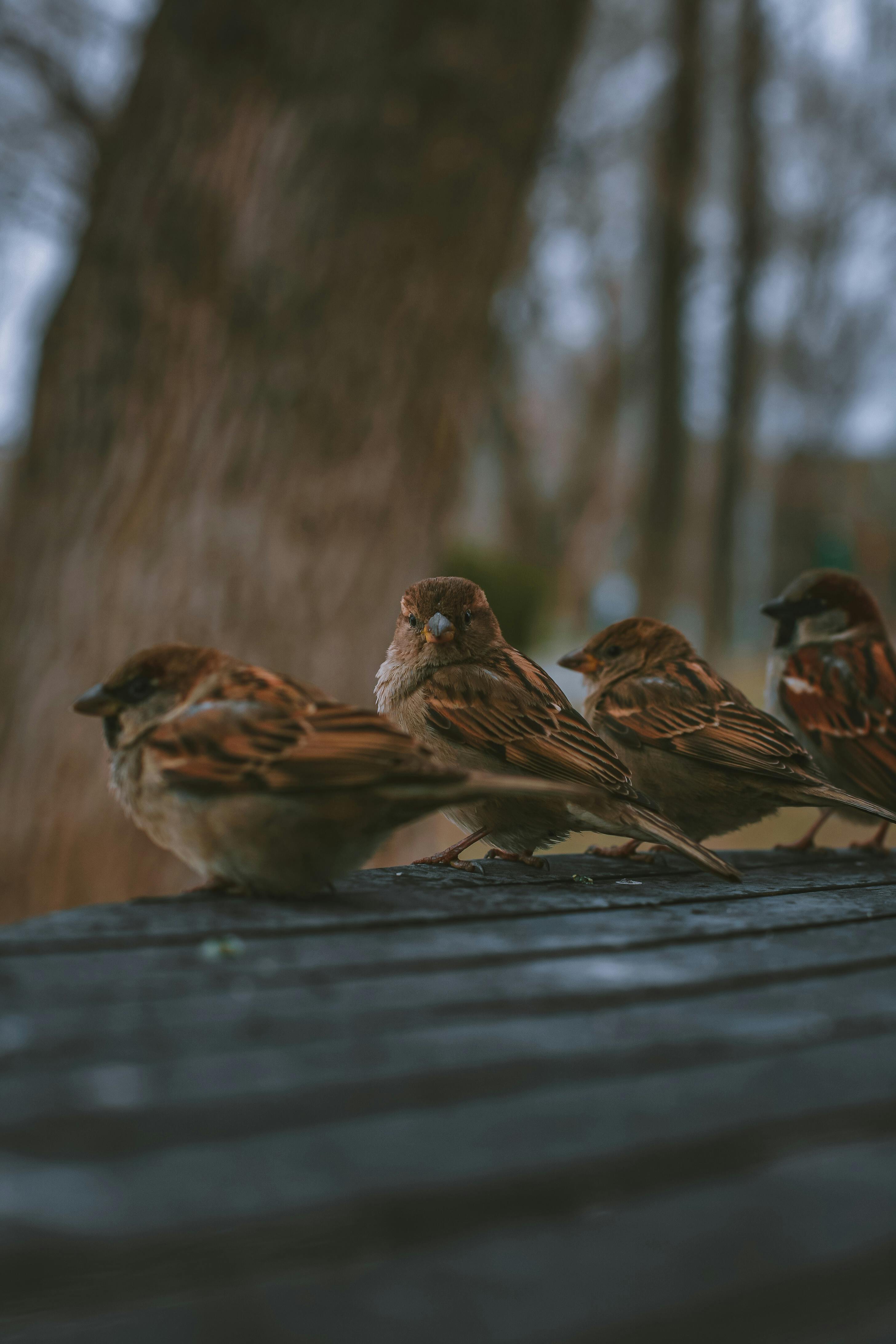 Sparrow Group Pic Photos, Download The BEST Free Sparrow Group Pic Stock Photos & HD Images