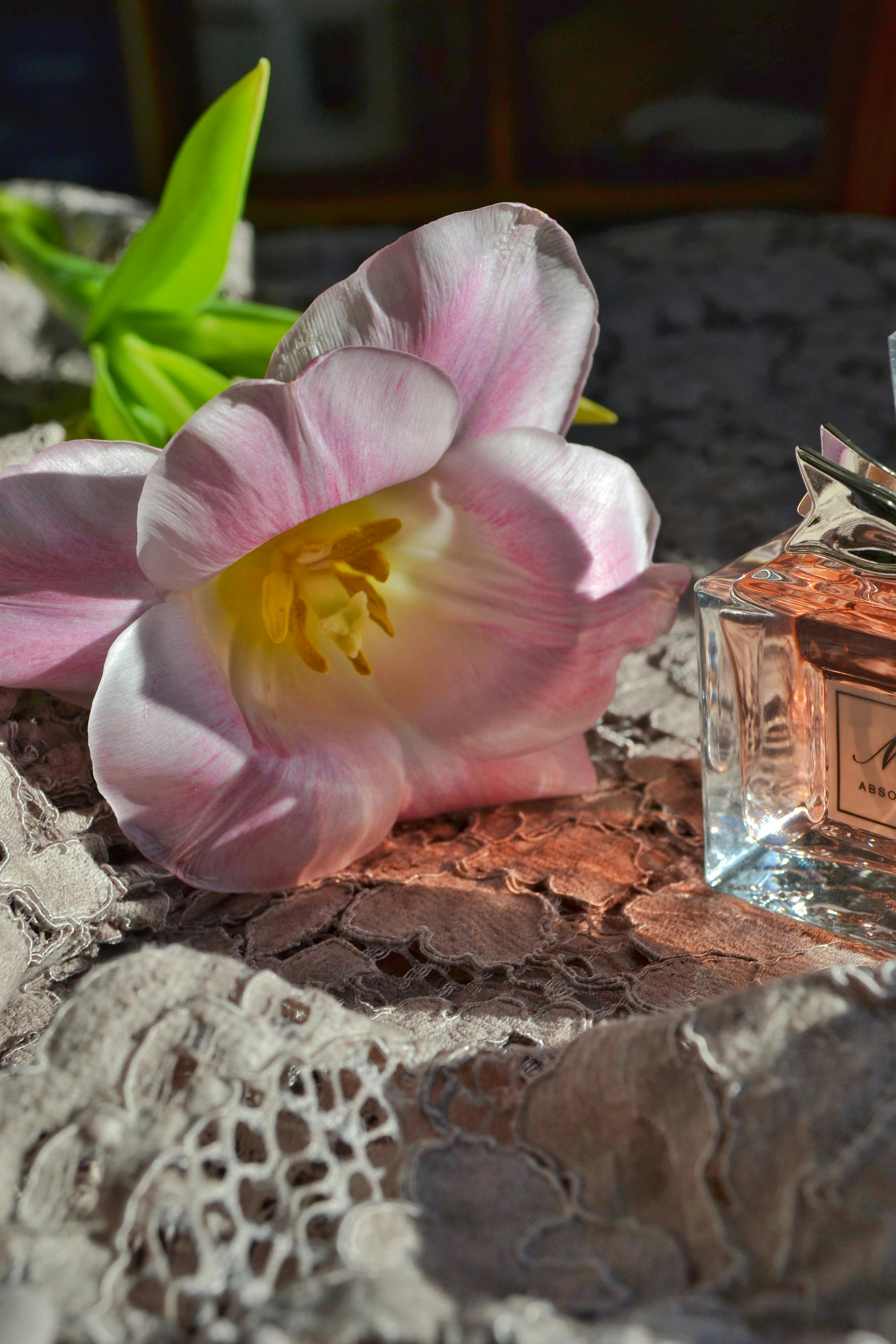 Scanned Flower Petals · Free Stock Photo