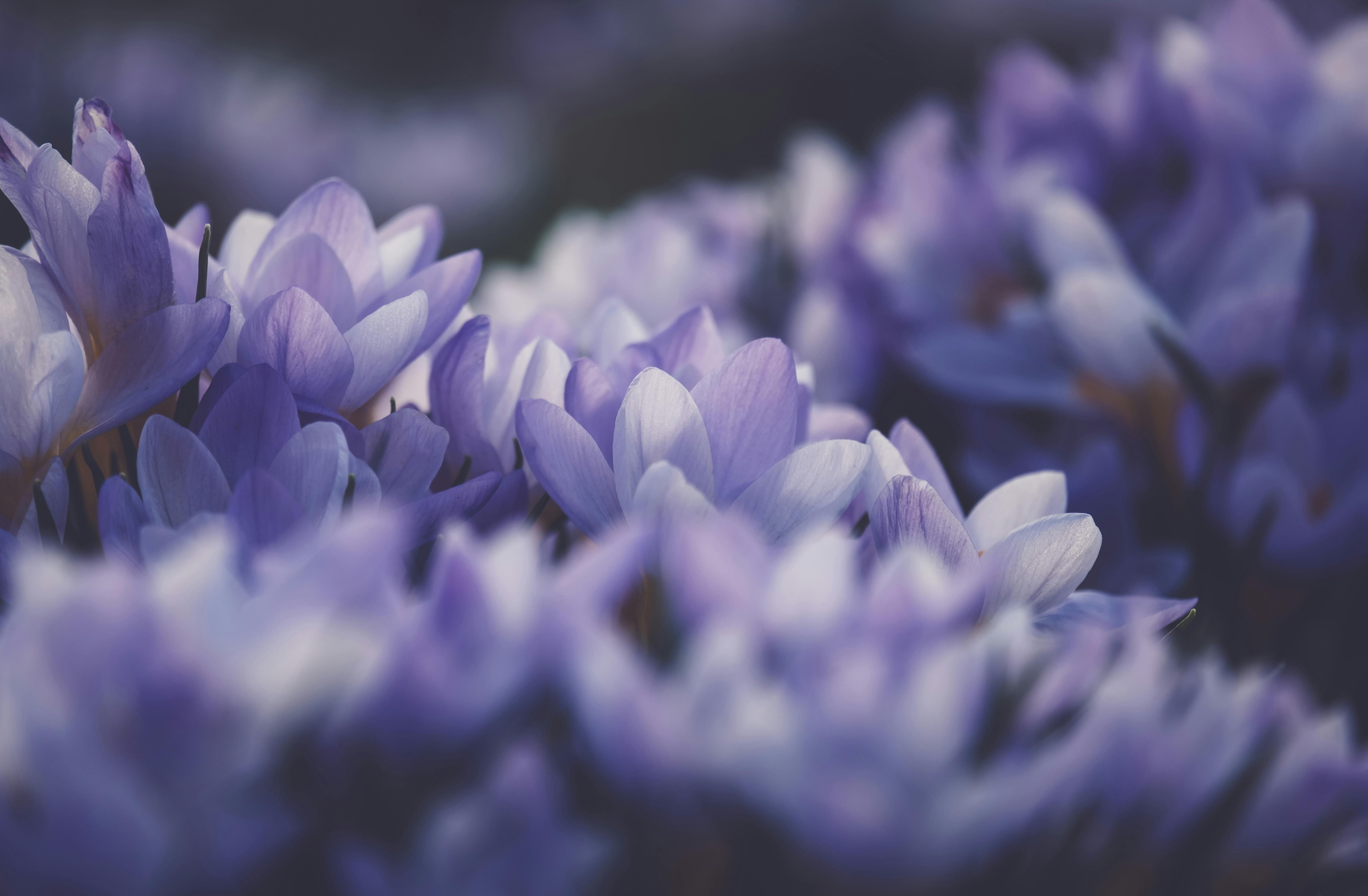 Purple flowers · Free Stock Photo