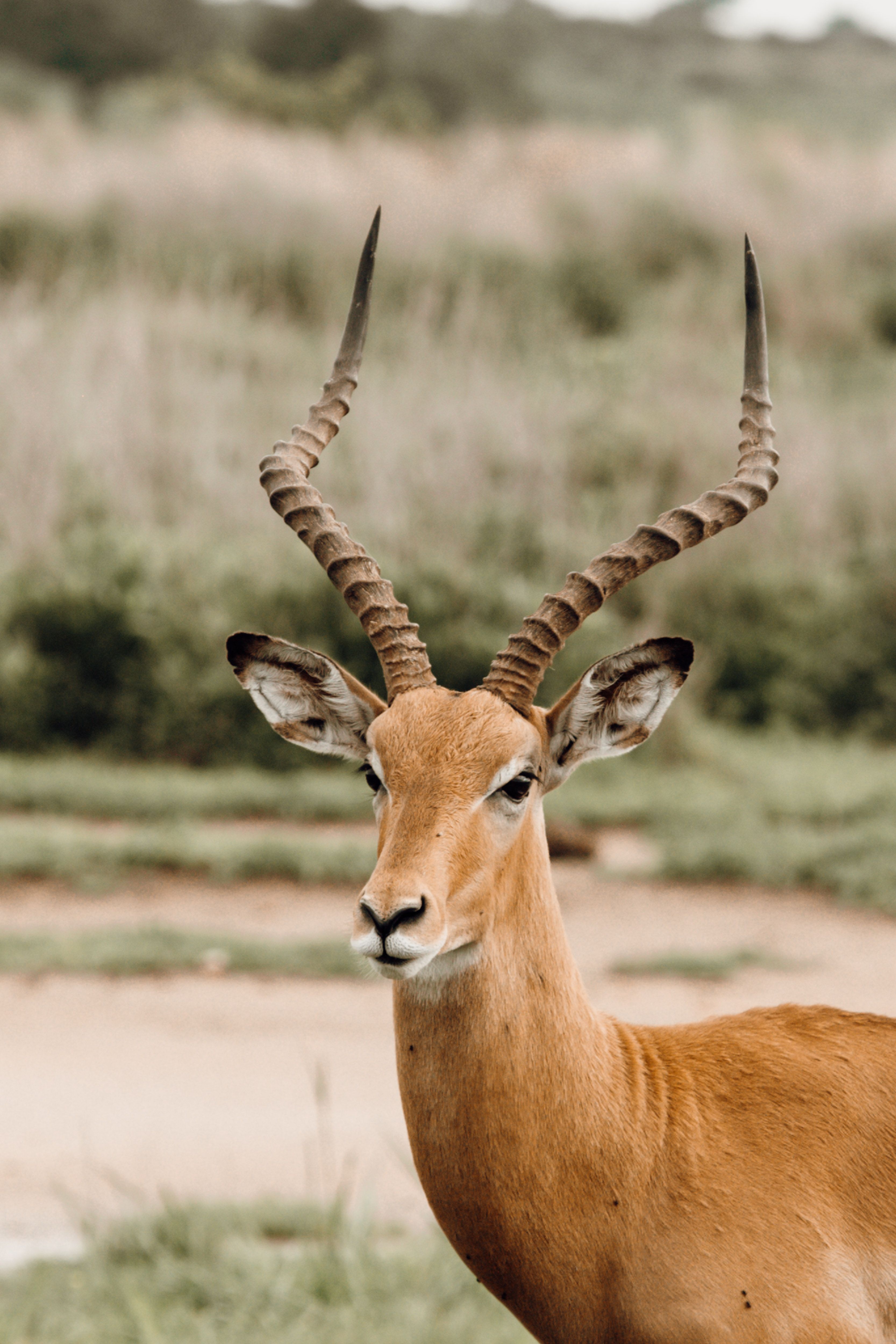Impalas in Natural Habitat · Free Stock Photo