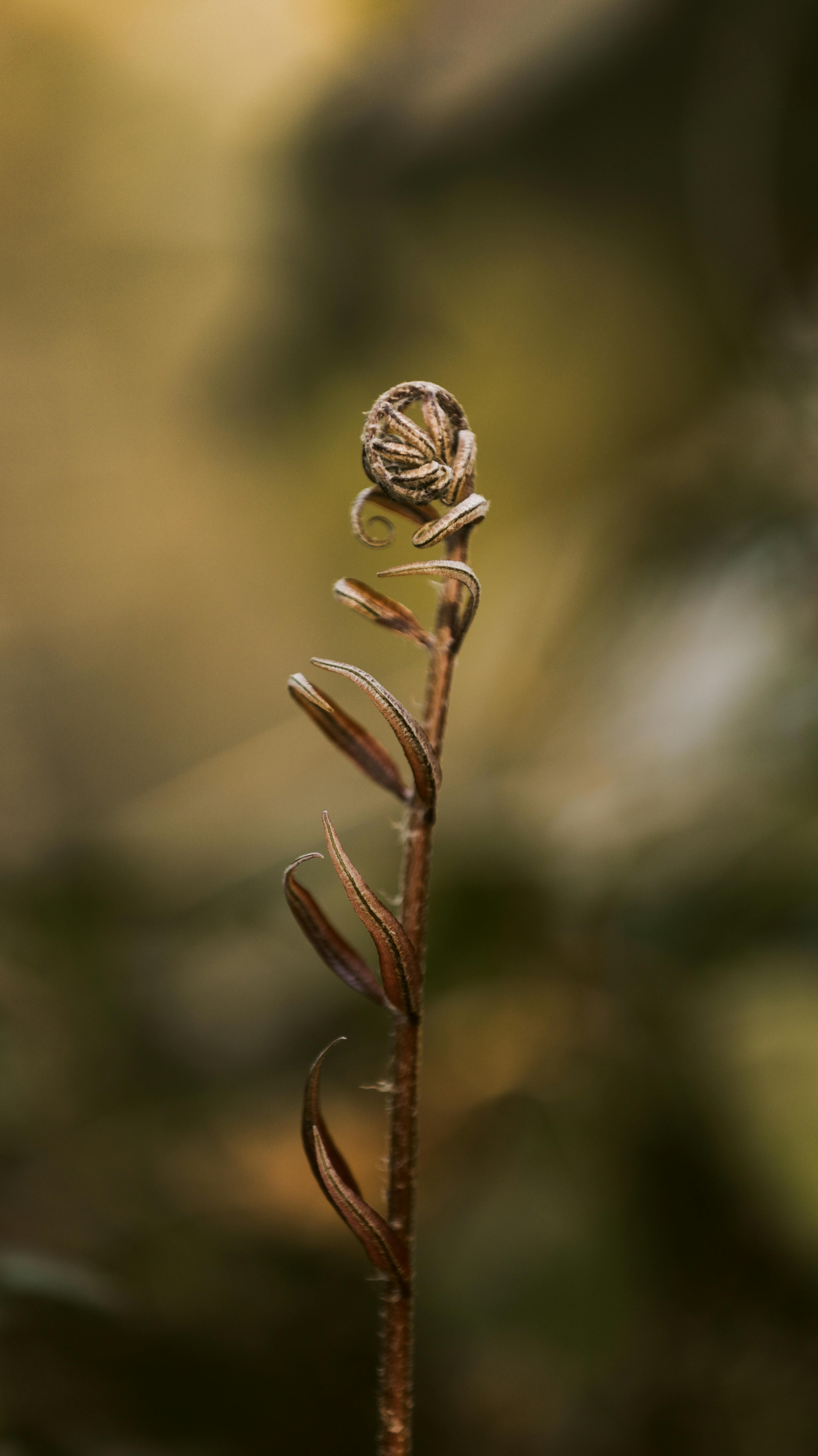 Dry thin plant in field · Free Stock Photo