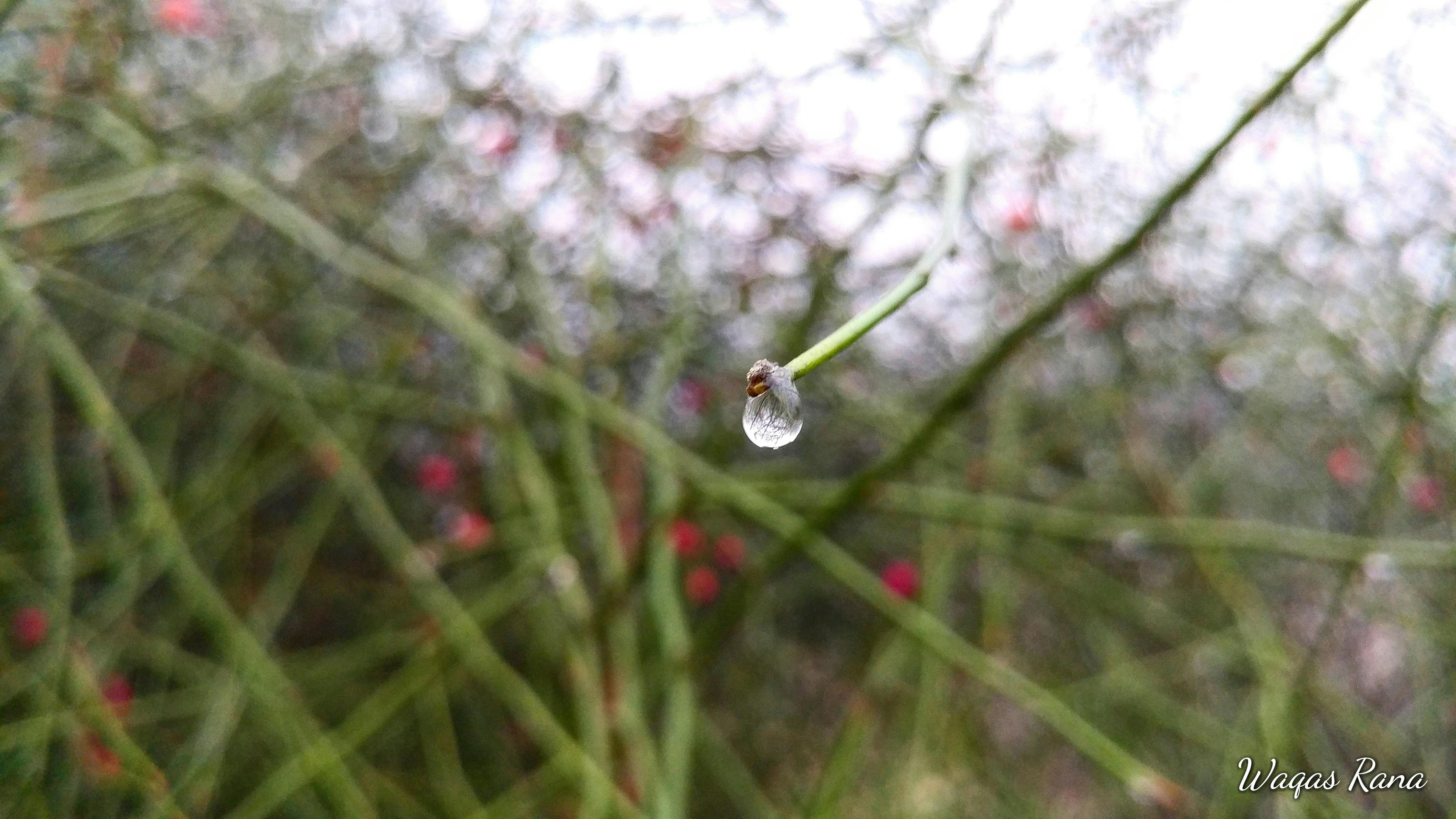 Free stock photo of #dew #dewdrops #drop