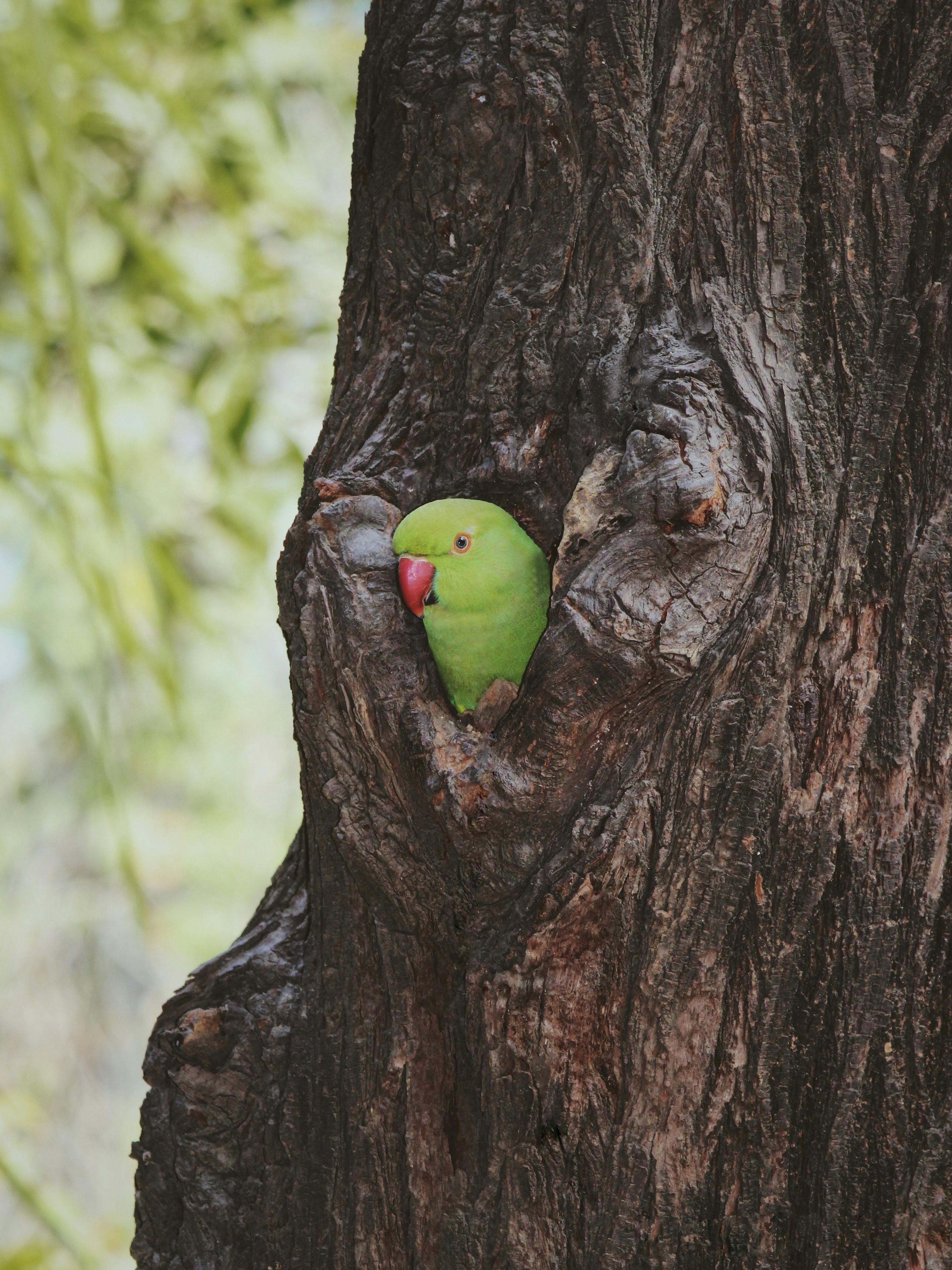 Green Bird in the Tree Trunk · Free Stock Photo