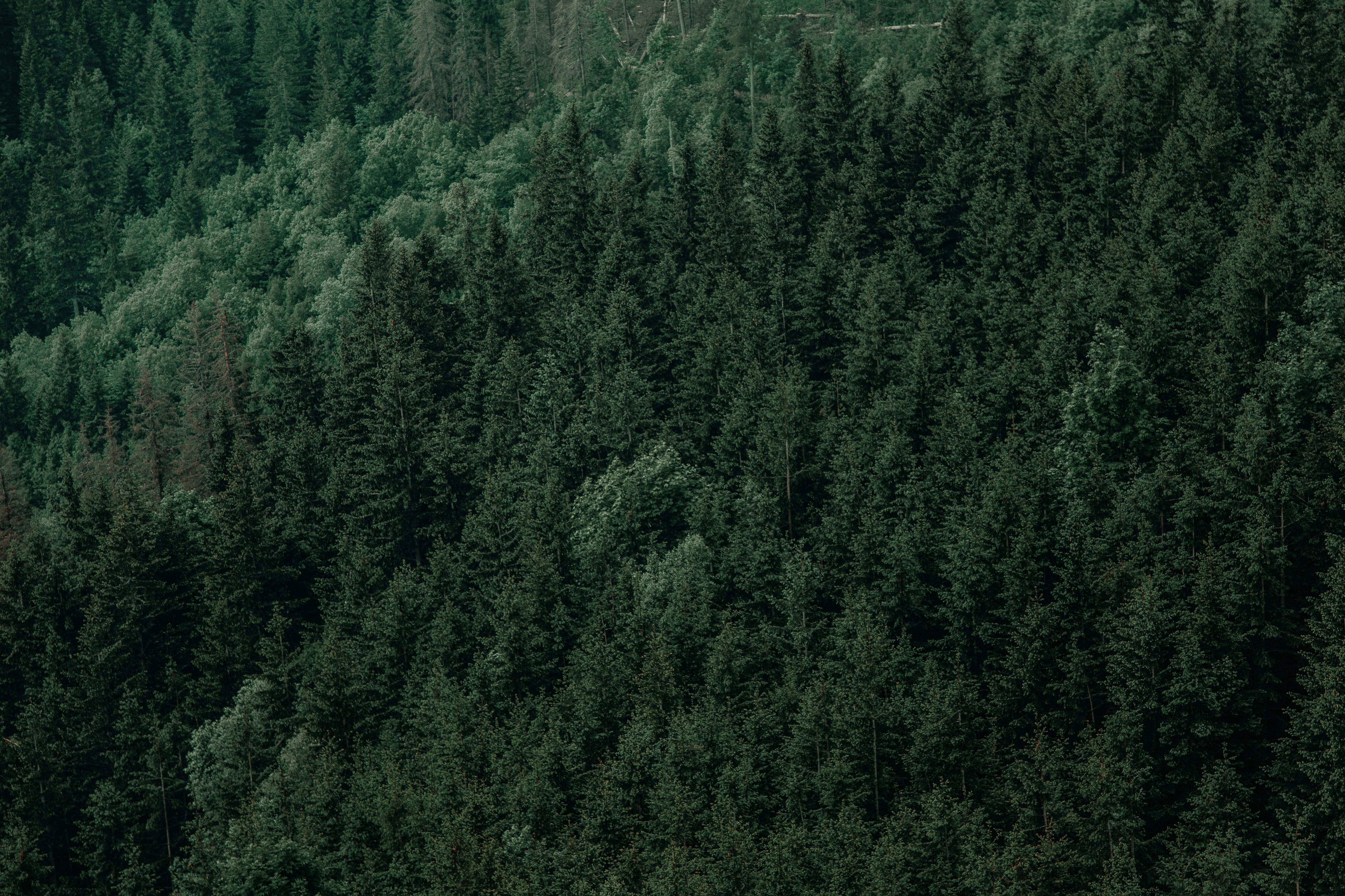 Simple Landscapes Whimsical Photos, Download The BEST Free Simple ...