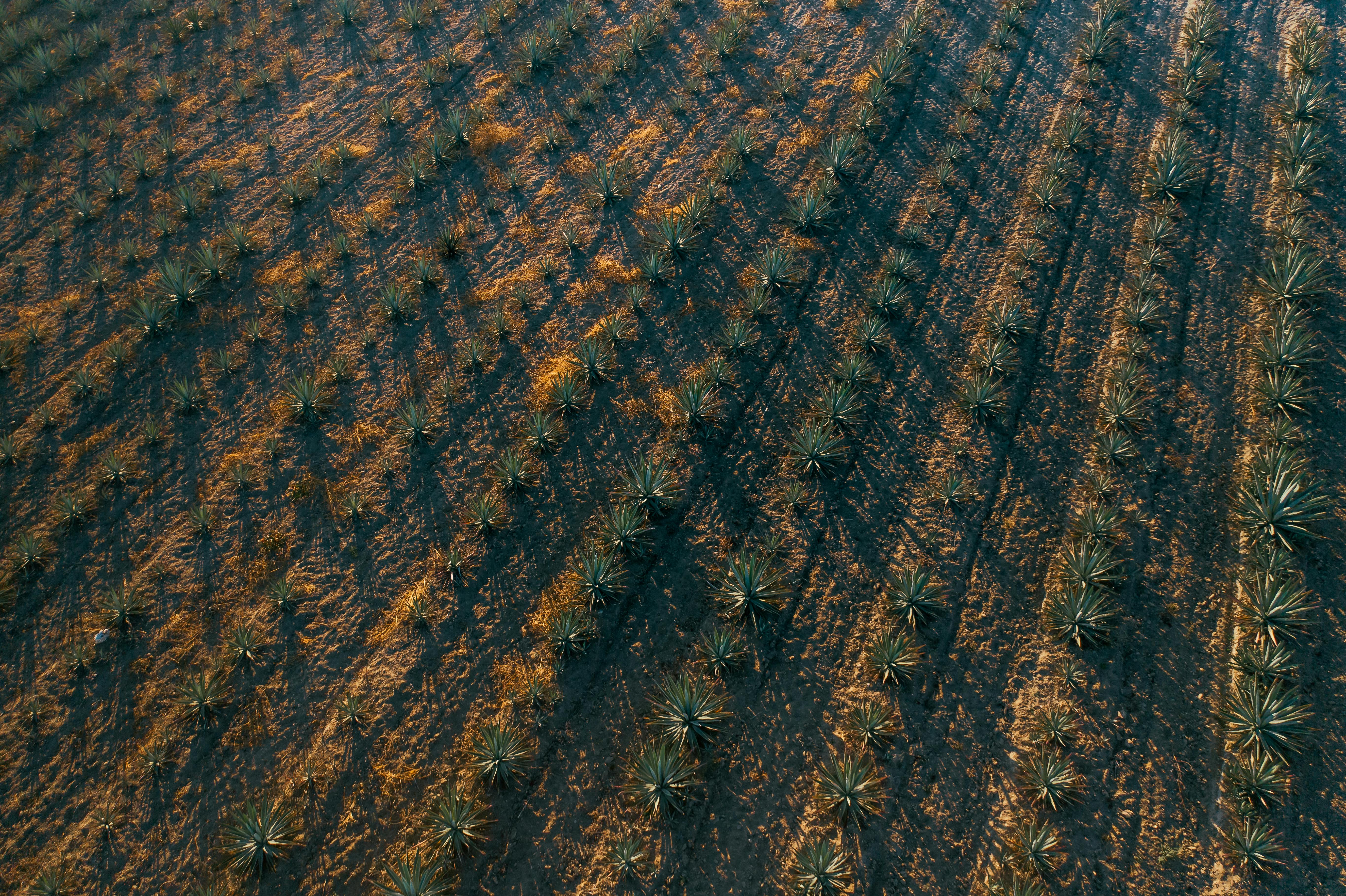 Desert Farming Photos, Download The BEST Free Desert Farming Stock ...