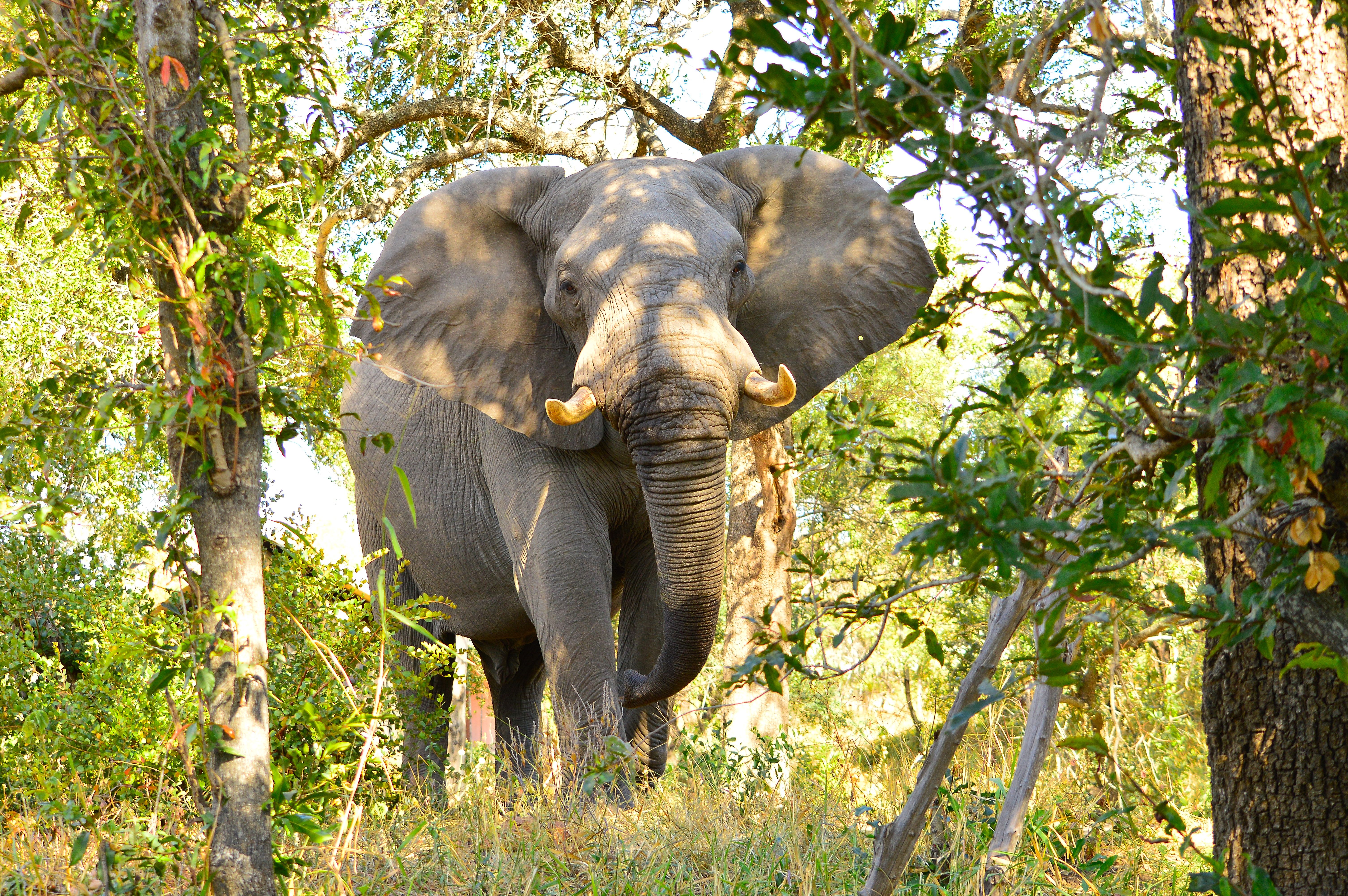 Elephant Wallpaper Photos, Download The BEST Free Elephant Wallpaper ...