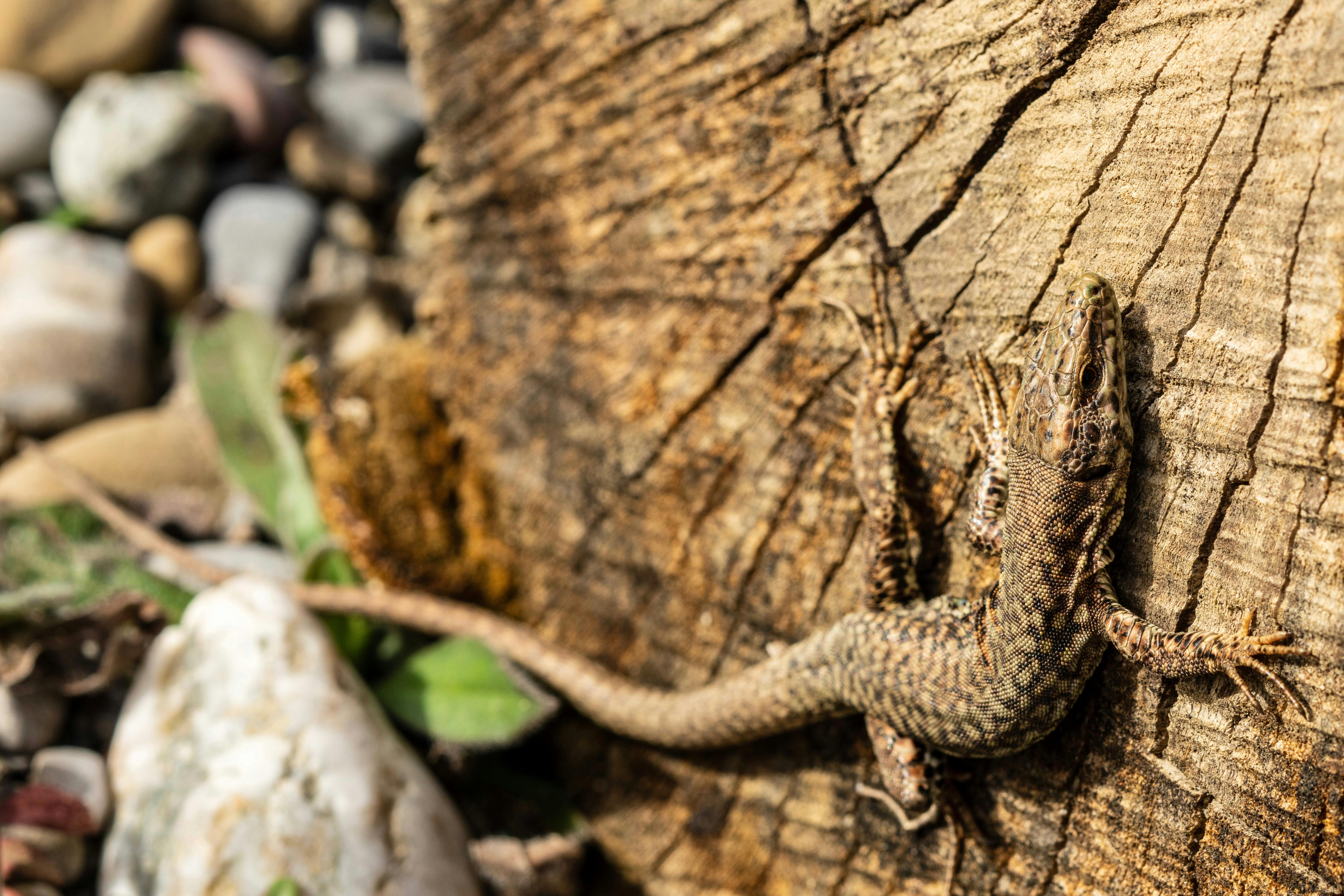 Lizard crawling on wooden surface in summer · Free Stock Photo