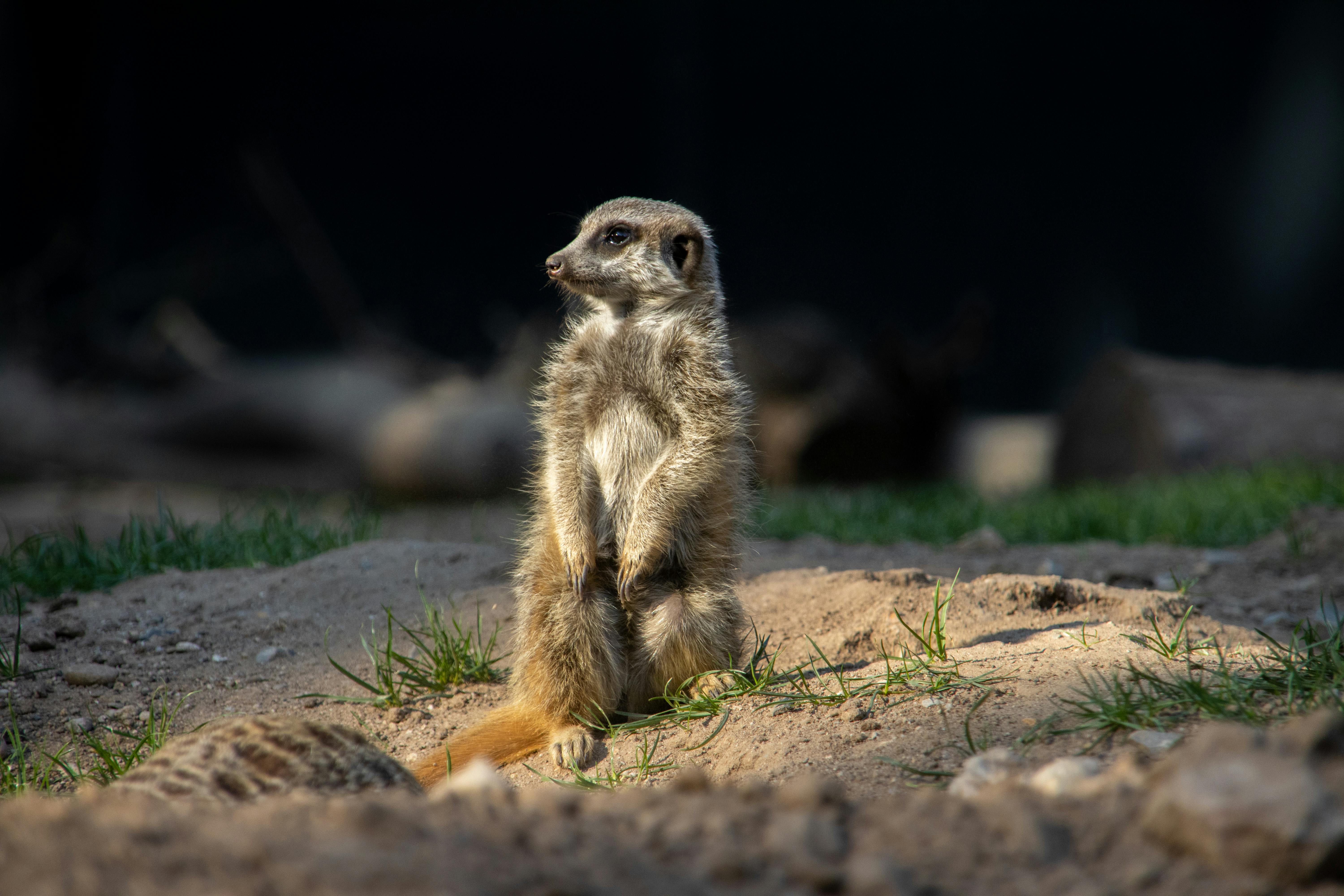 100+ Best Meerkat Photos · 100% Free Download · Pexels Stock Photos