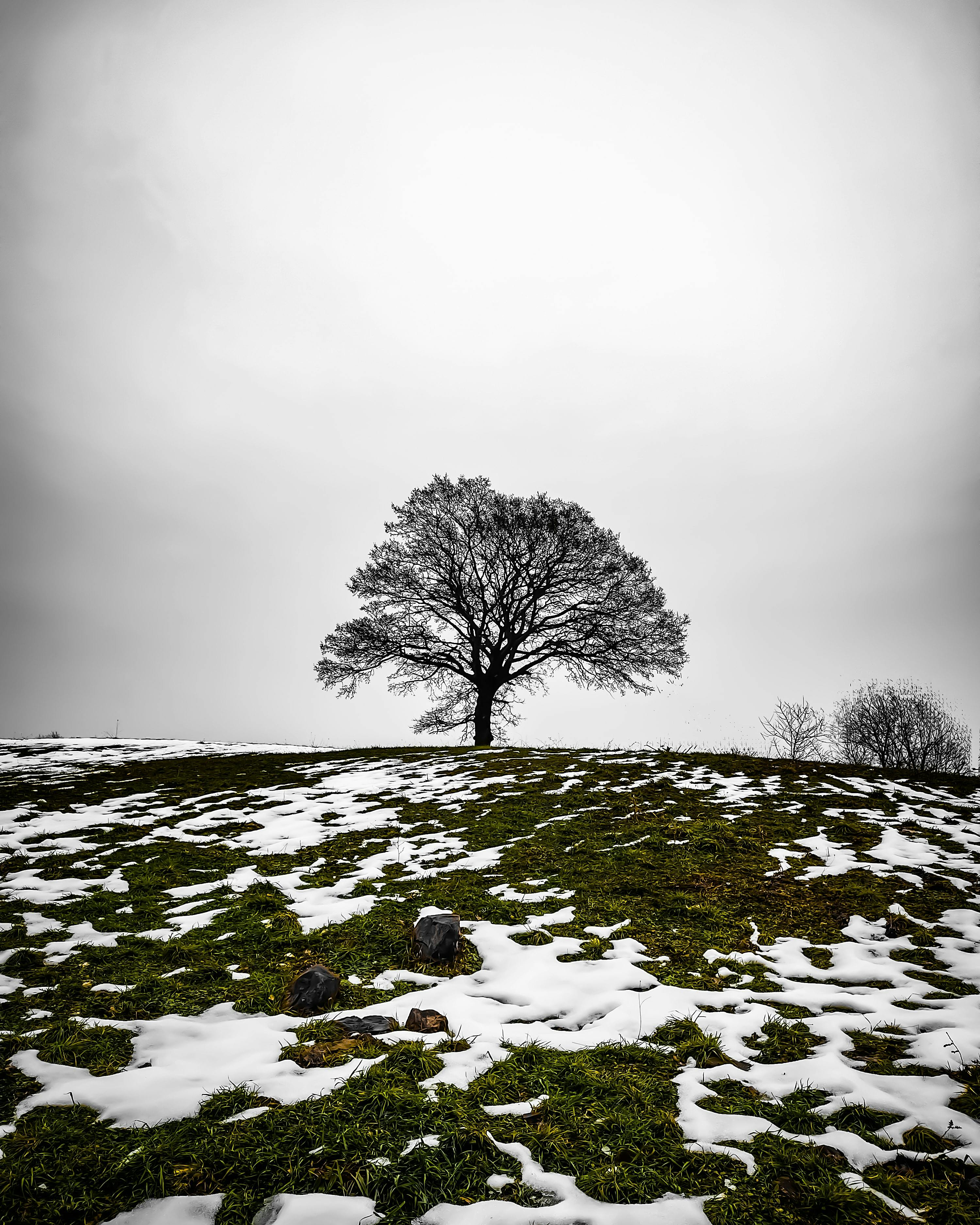 Tree in the Snowy Grass Field · Free Stock Photo