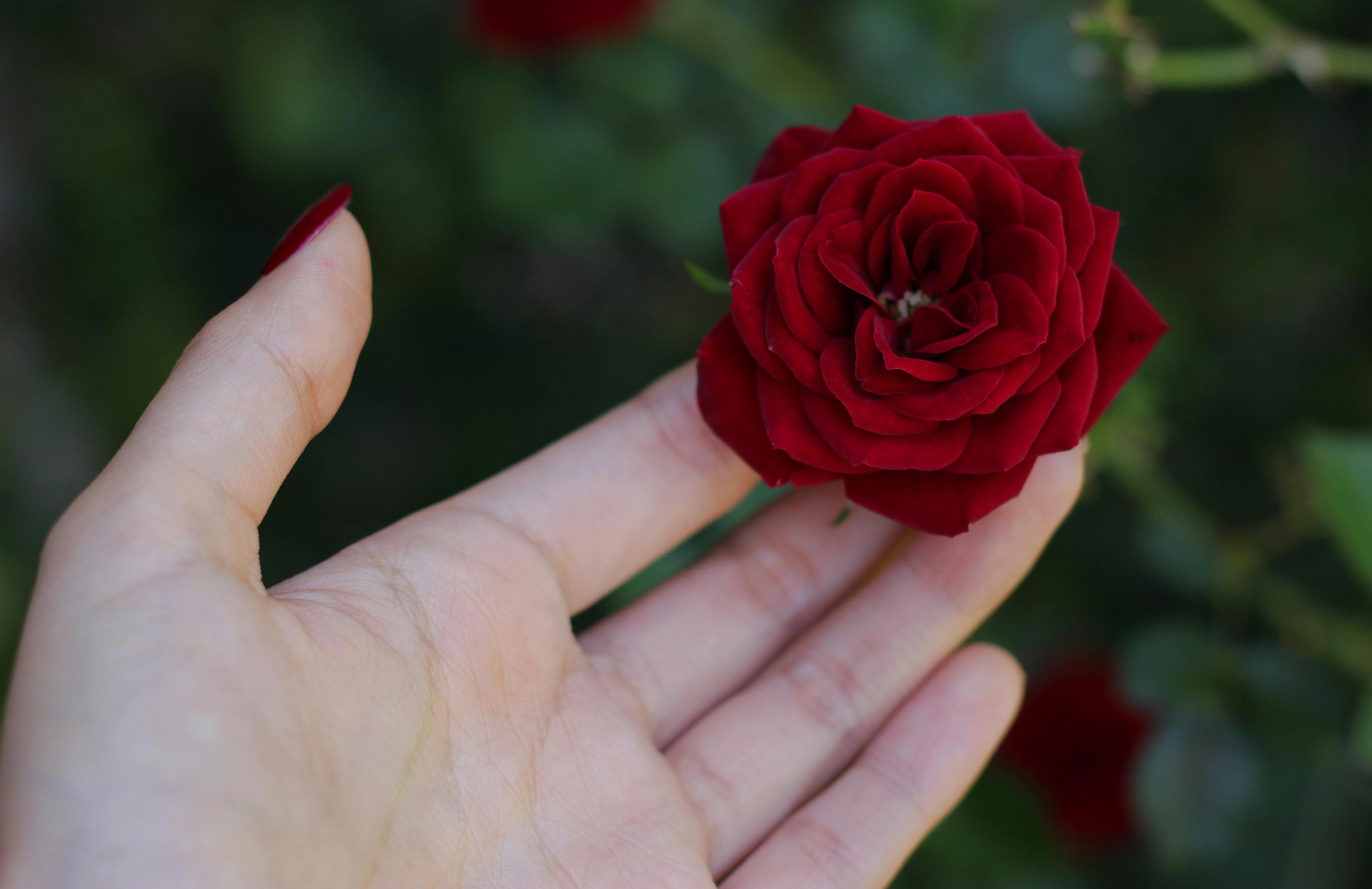 A Close-Up Shot of a Person Holding a Rose · Free Stock Photo