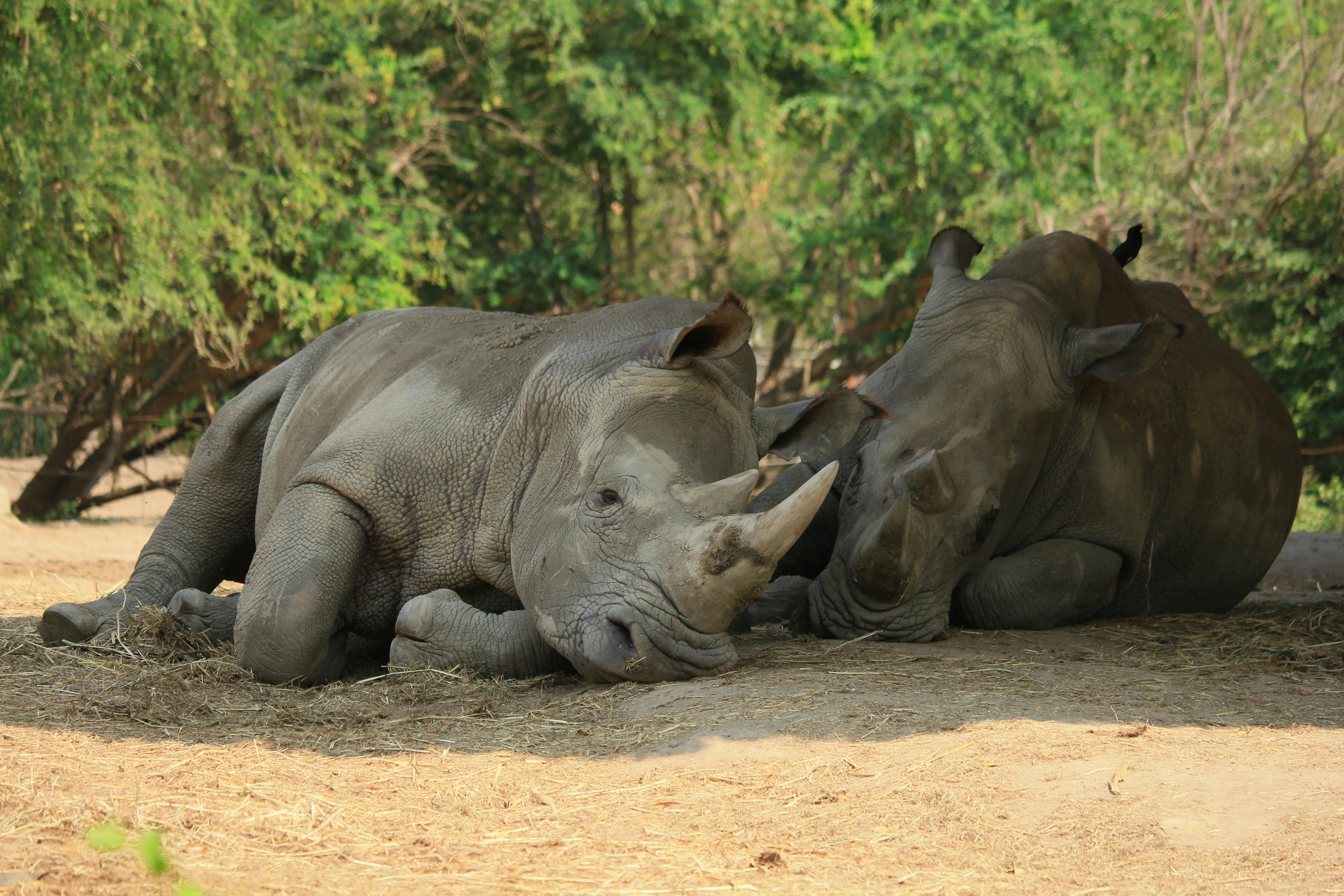 Two Rhinoceros Resting on the Ground · Free Stock Photo