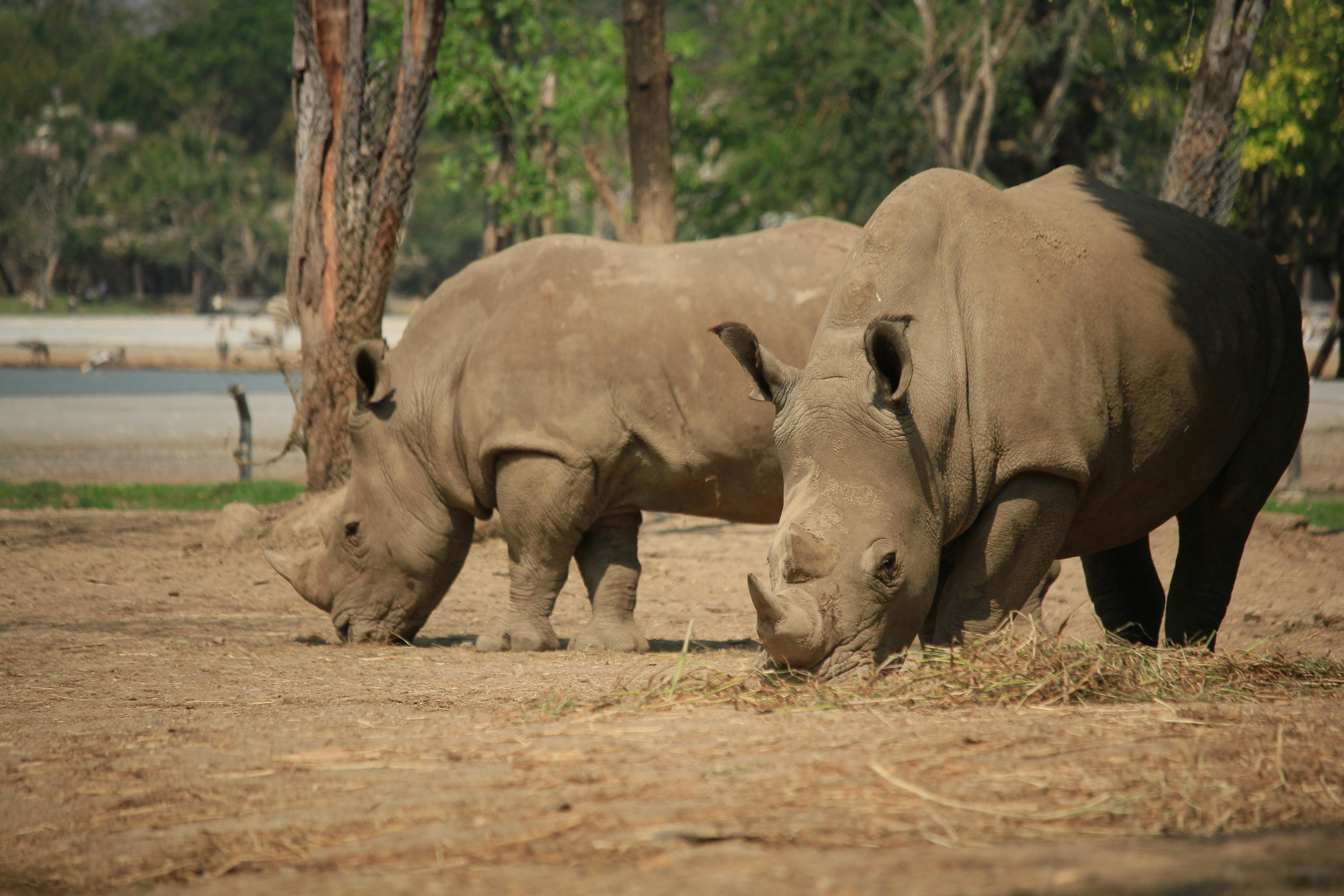 A Rhinoceros in the Zoo · Free Stock Photo