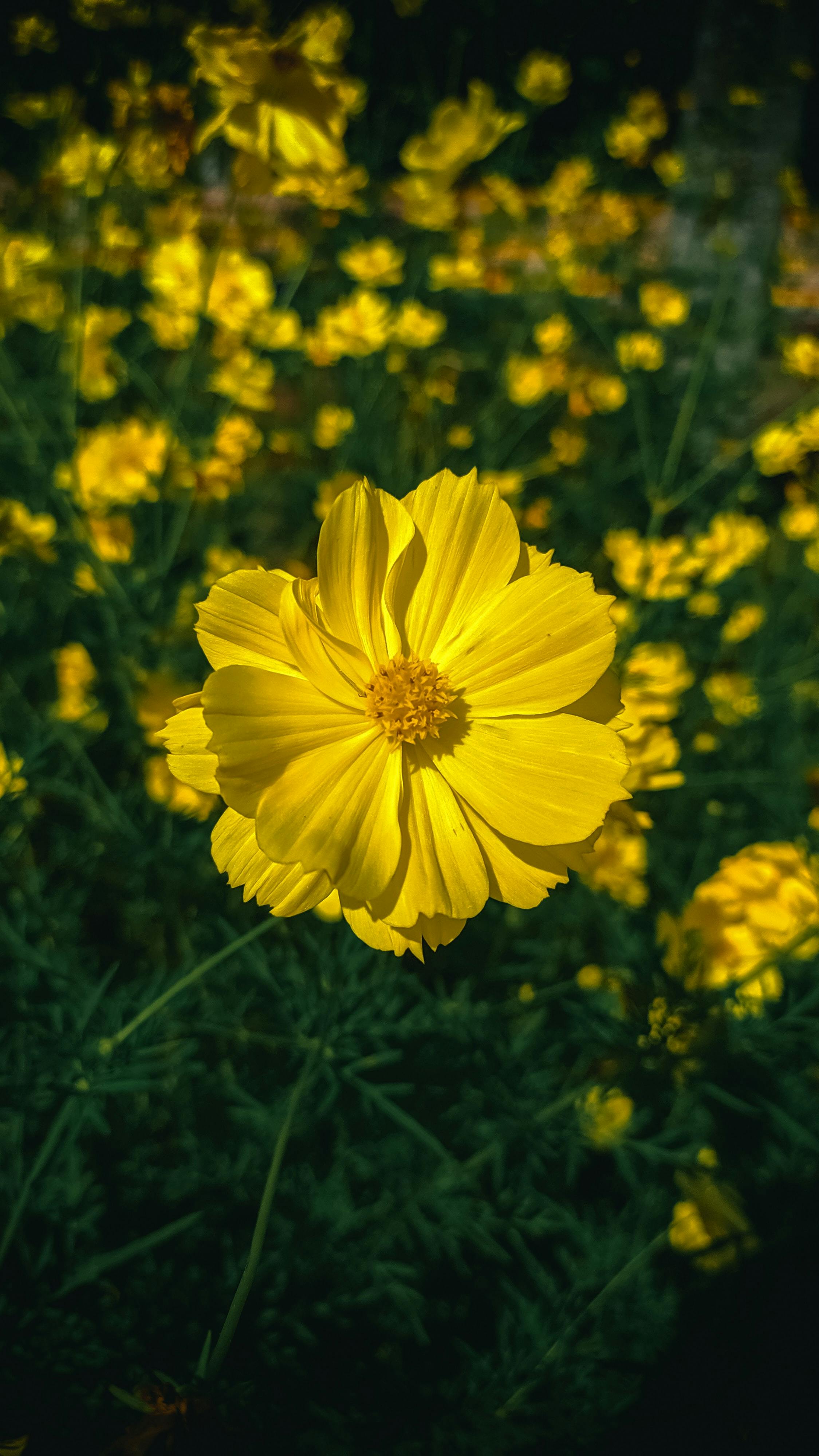 Close-Up Photography of Yellow Flower · Free Stock Photo