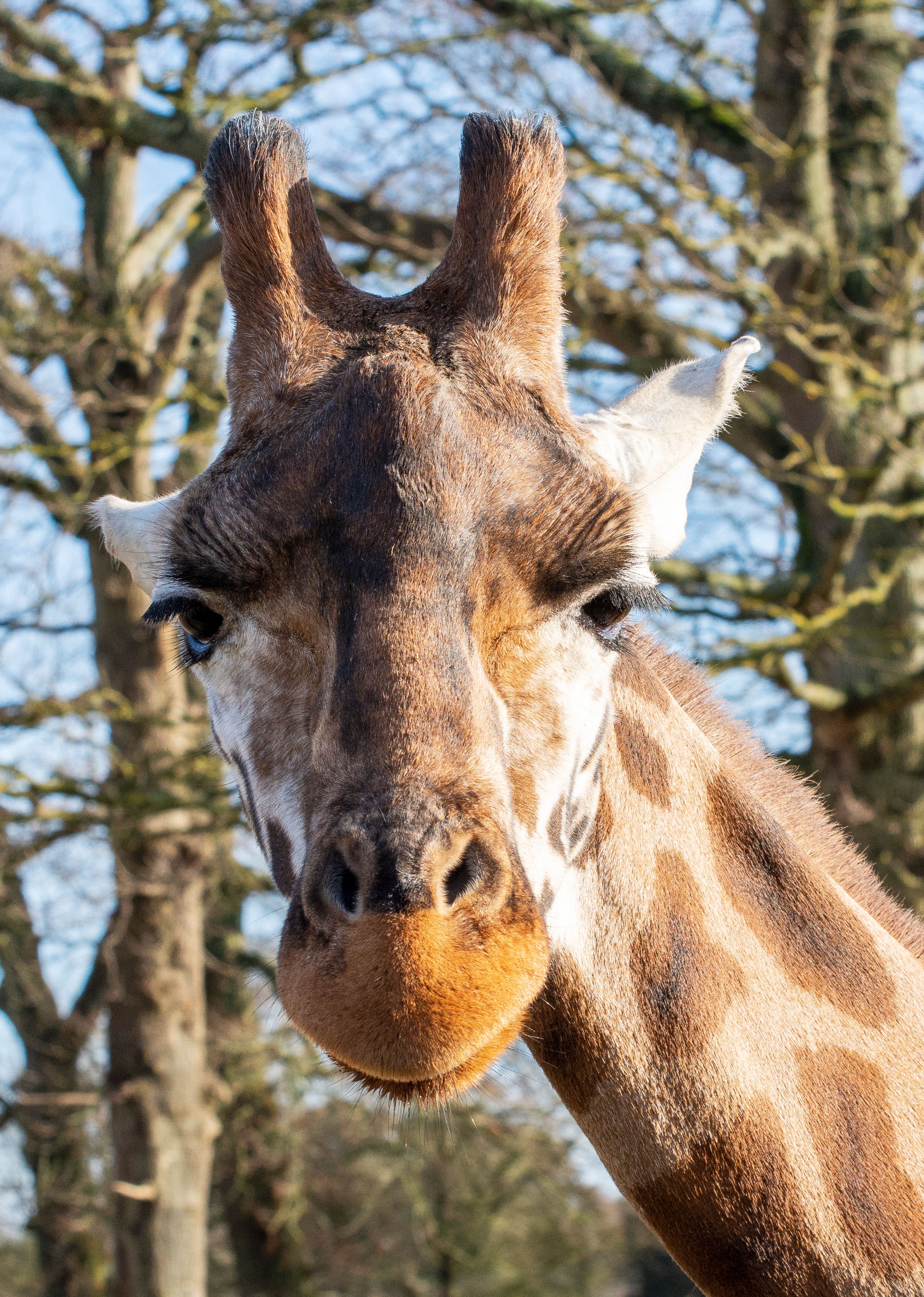 Close-Up Shot of a Giraffe · Free Stock Photo