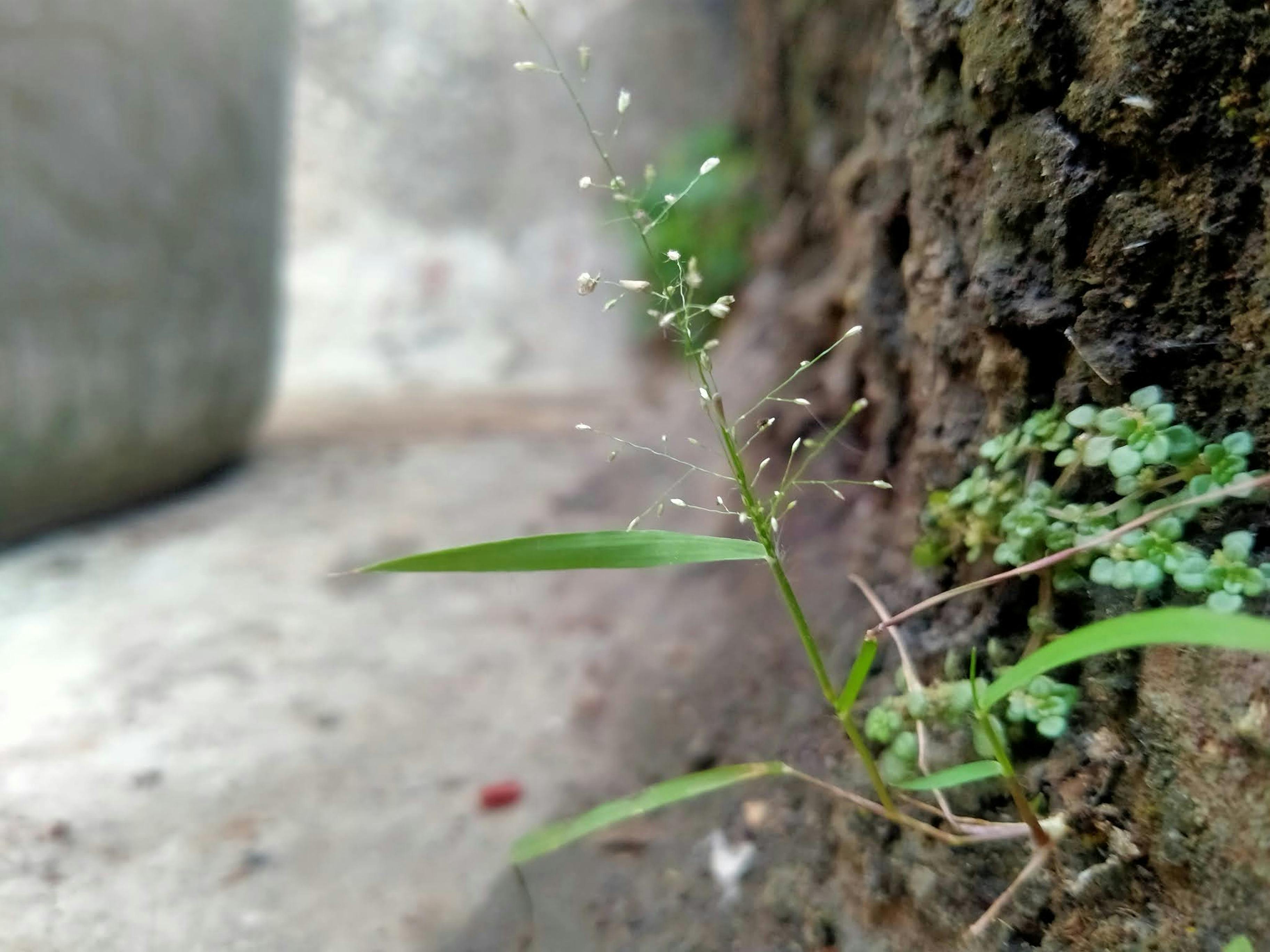 Saikishor Rasala - Photography