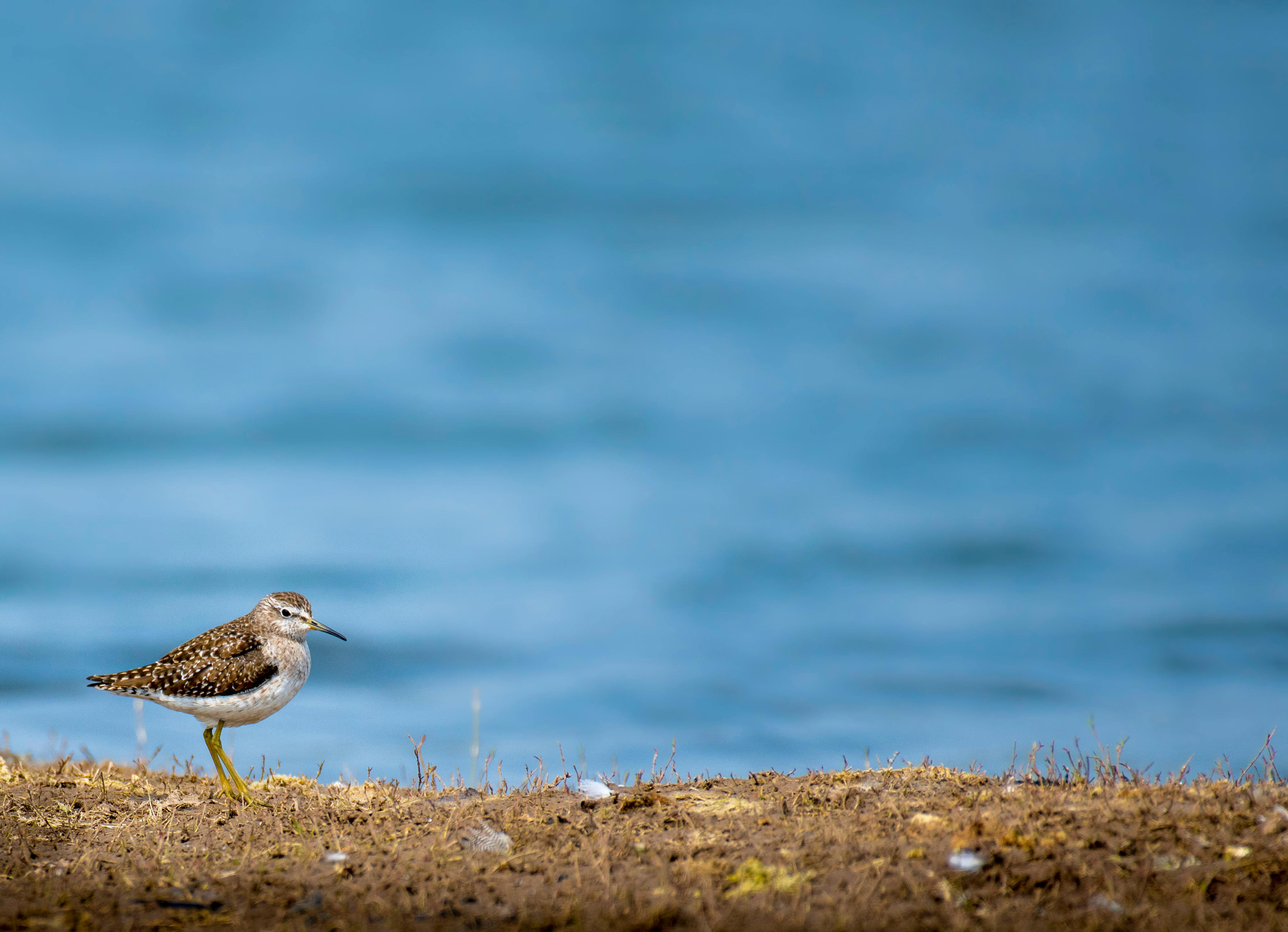 Sandpiper Bird Photos, Download The BEST Free Sandpiper Bird Stock ...