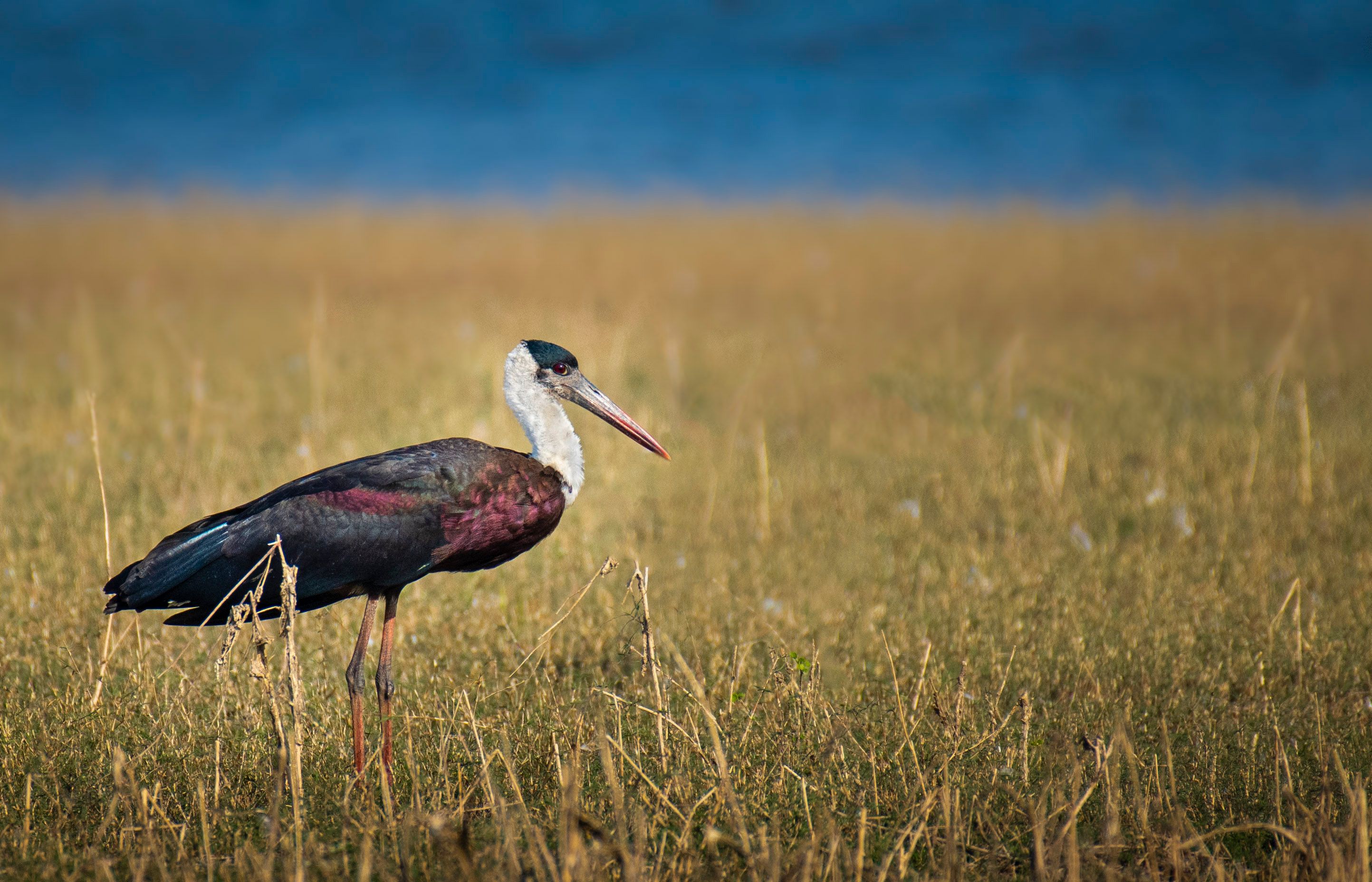 A Woolly Necked Stork in a Field · Free Stock Photo