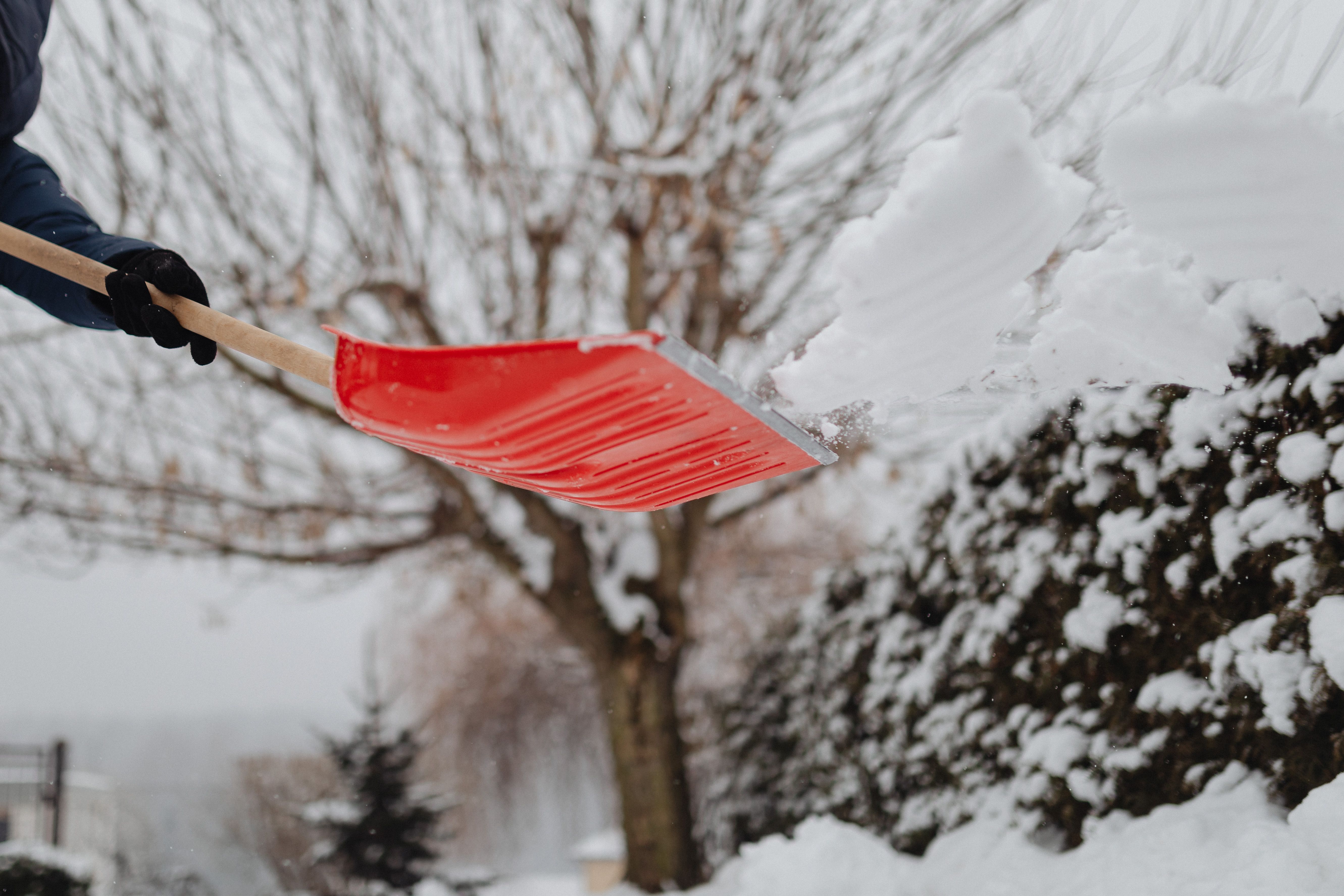 Hand in Glove Shoveling off Snow with Red Plastic Shovel and Tree in ...