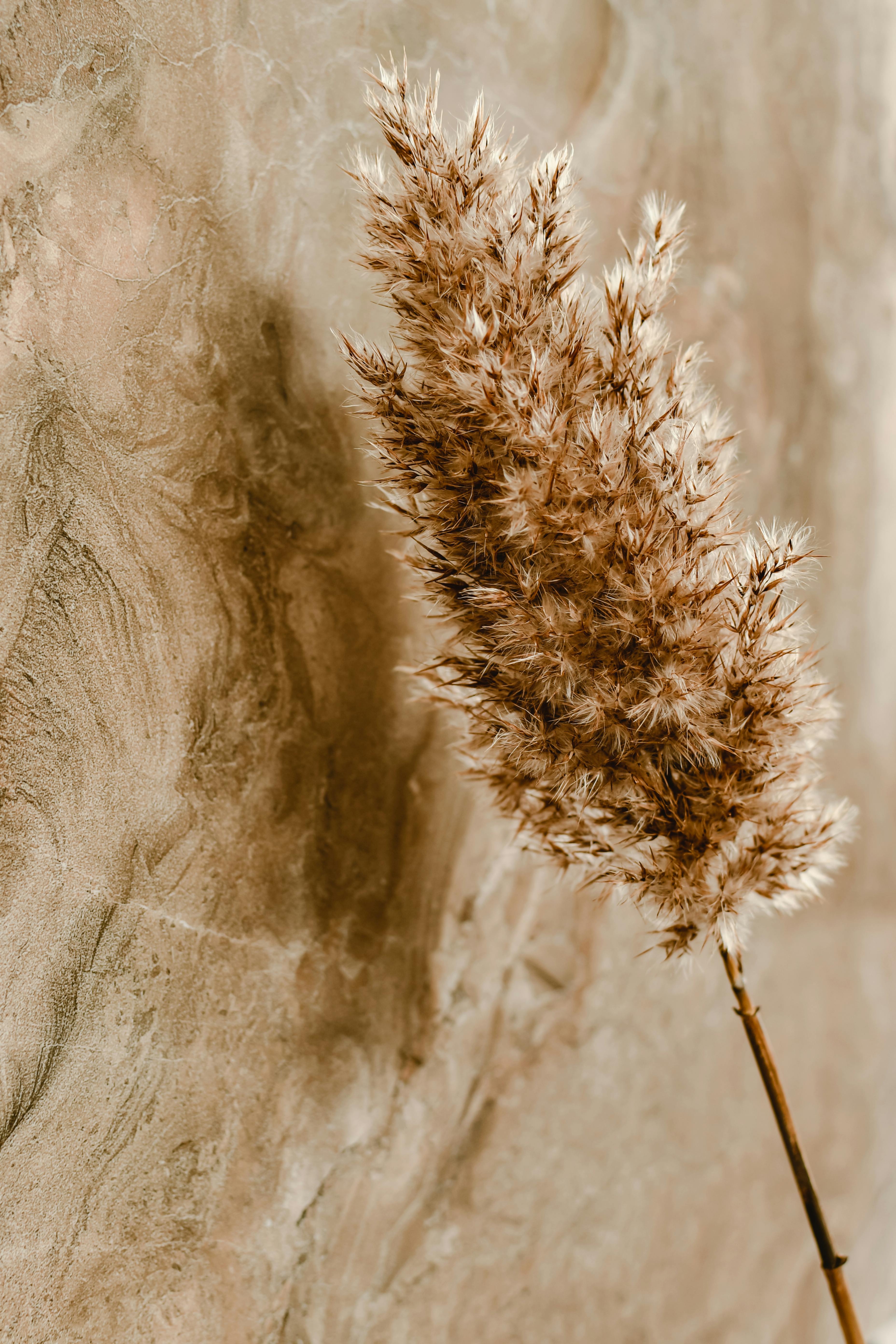 Dried Reed in Close-Up Photography · Free Stock Photo